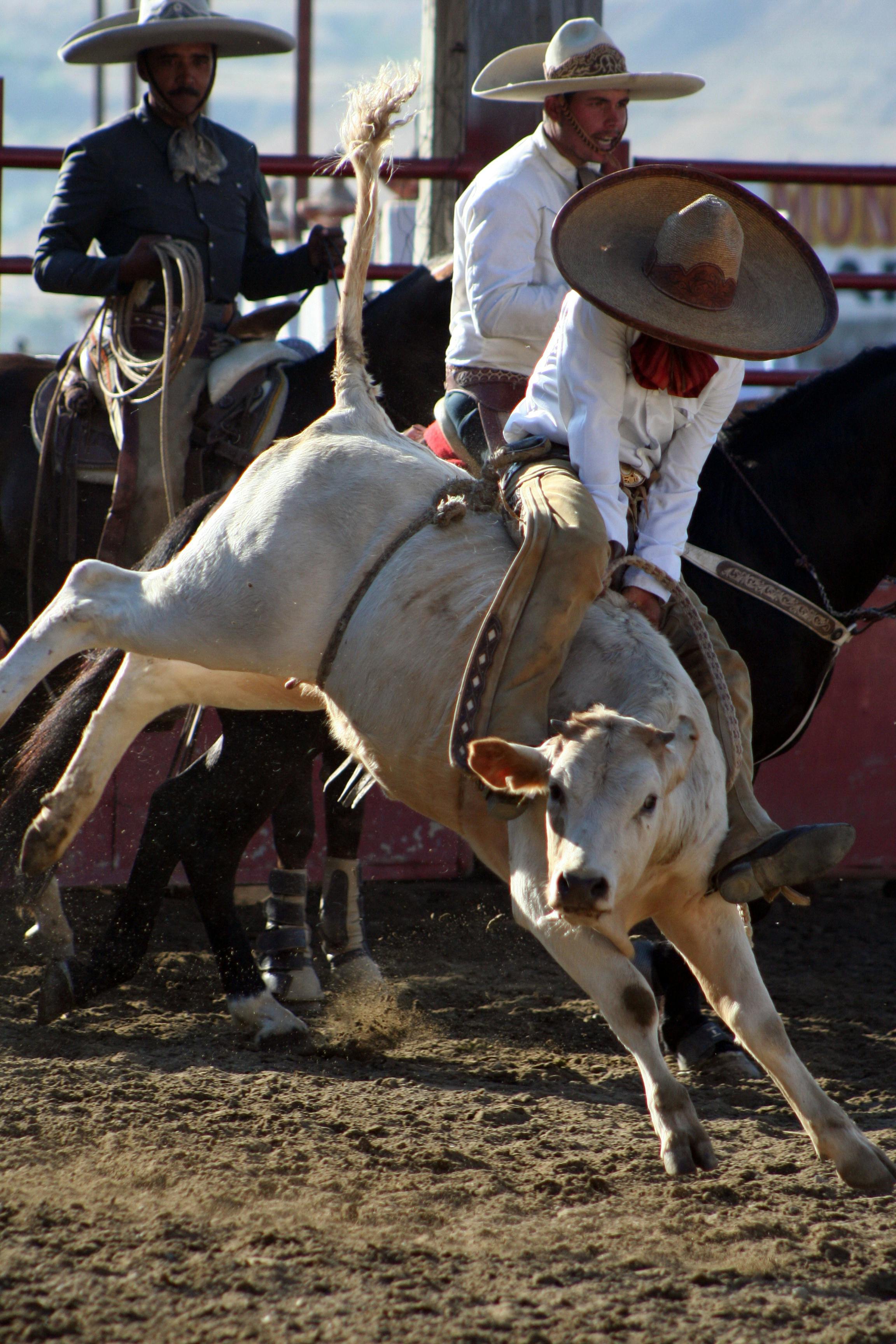 Emocionante Rodeo De Toros Con Vaqueros · Foto de stock gratuita