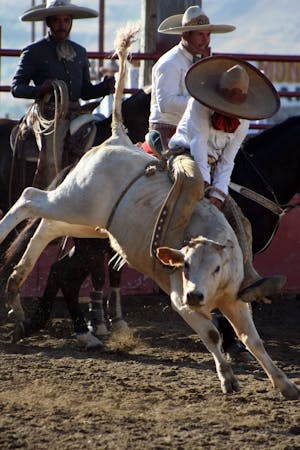 Bull Riding Photos, Download The BEST Free Bull Riding Stock Photos ...