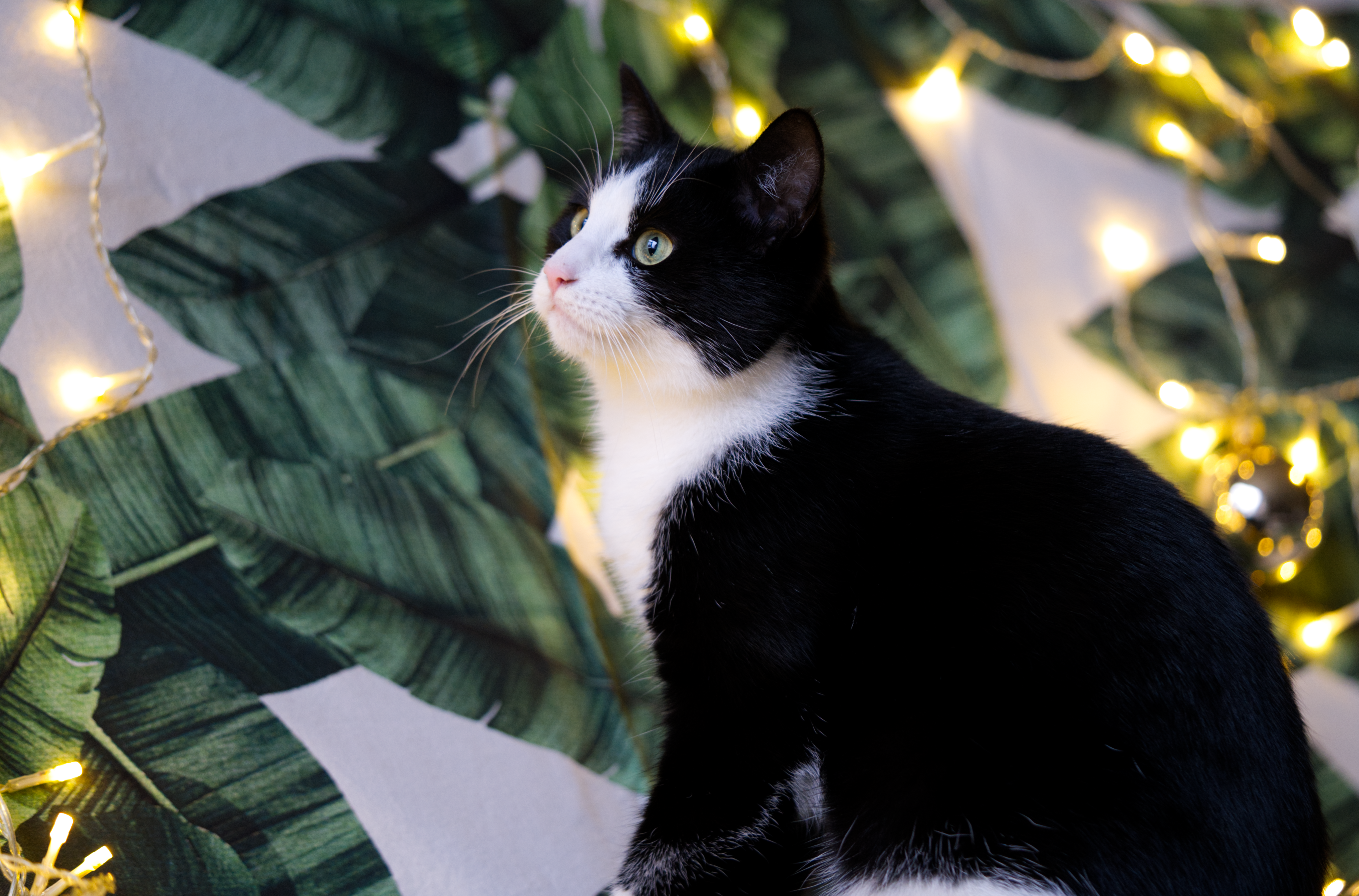 Cat Photo Shoot Photos, Download The BEST Free Cat Photo Shoot Stock ...