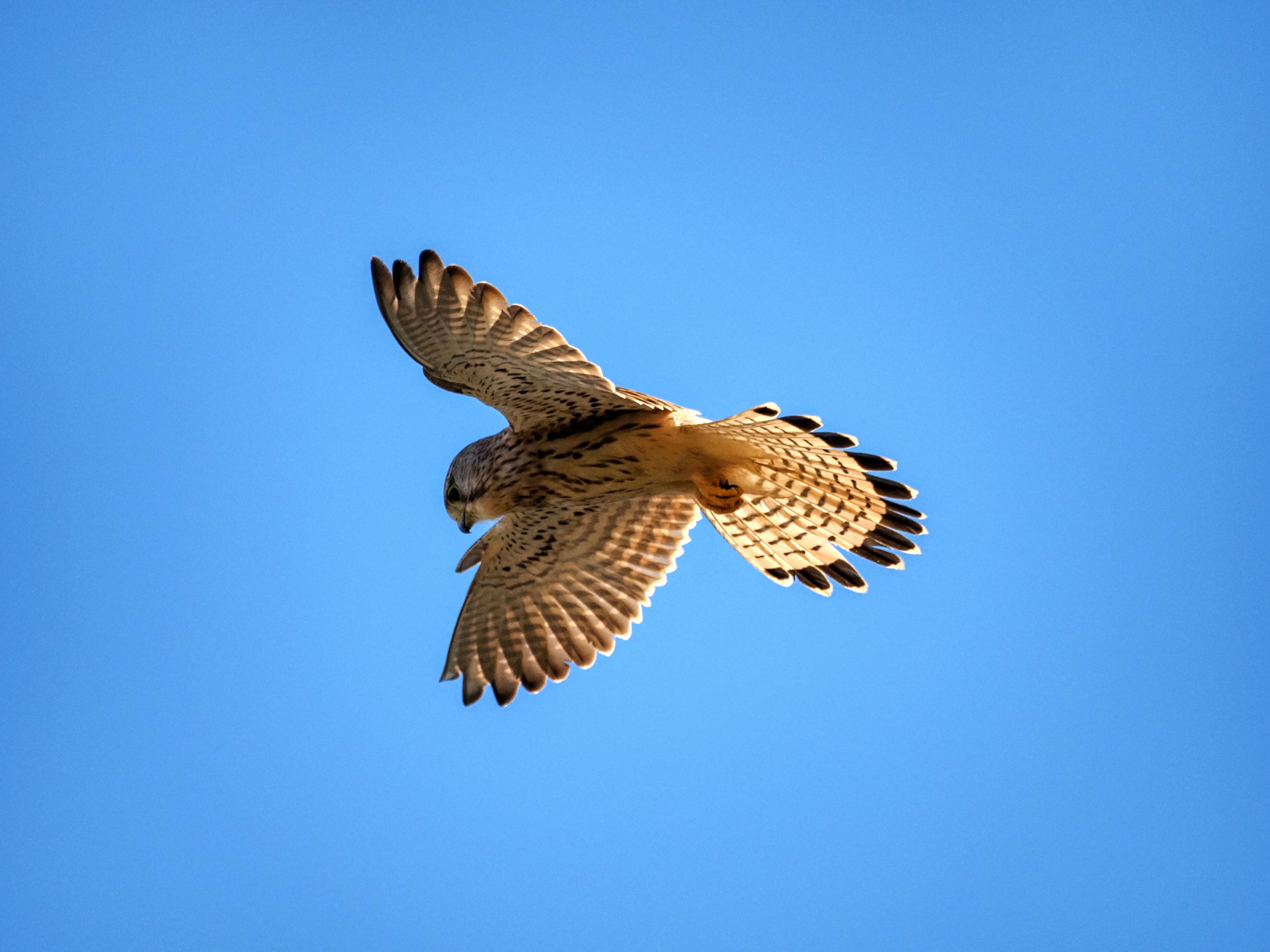 Majestic Kestrel Soaring in Clear Blue Sky · Free Stock Photo