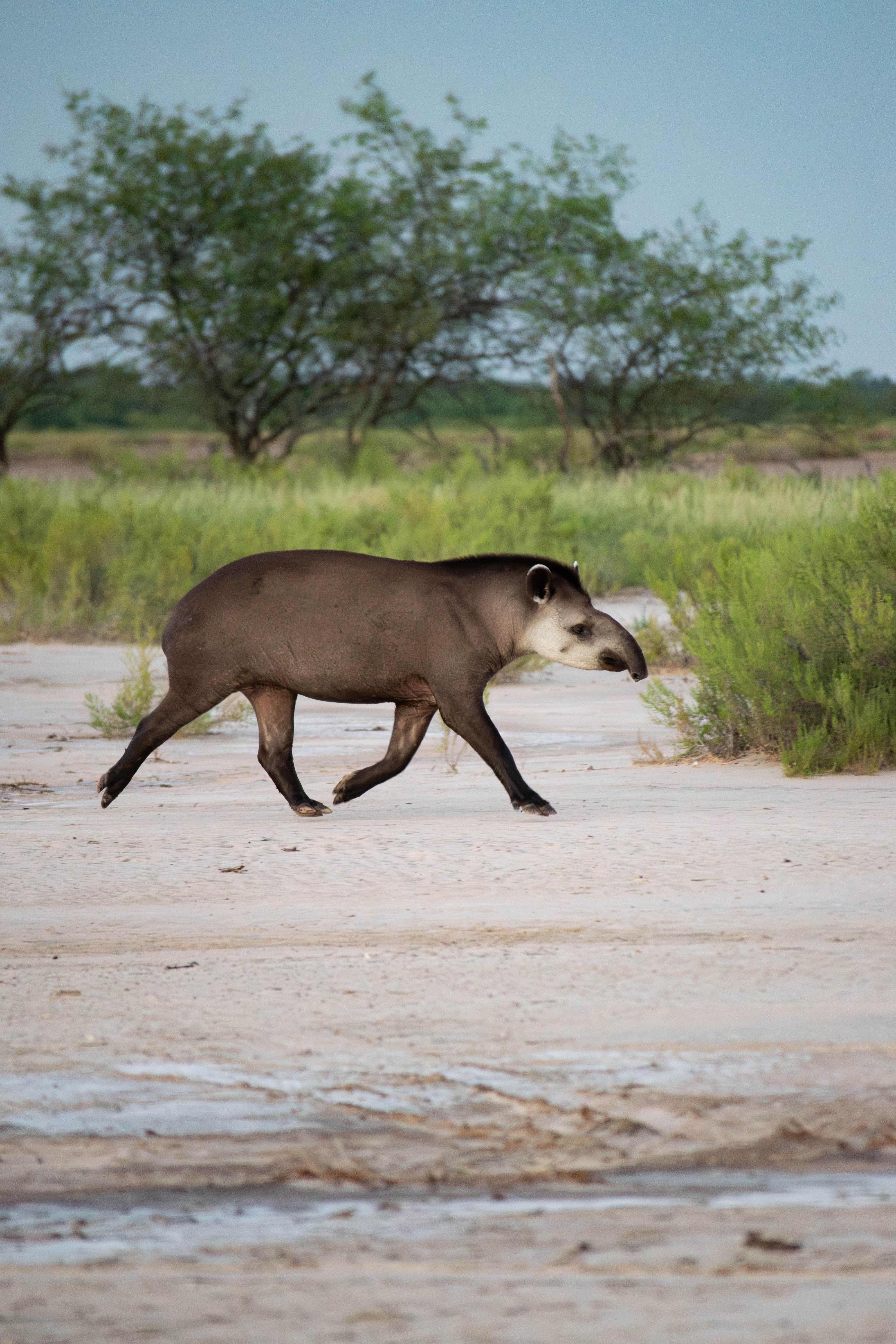 South American Tapir in Natural Habitat · Free Stock Photo