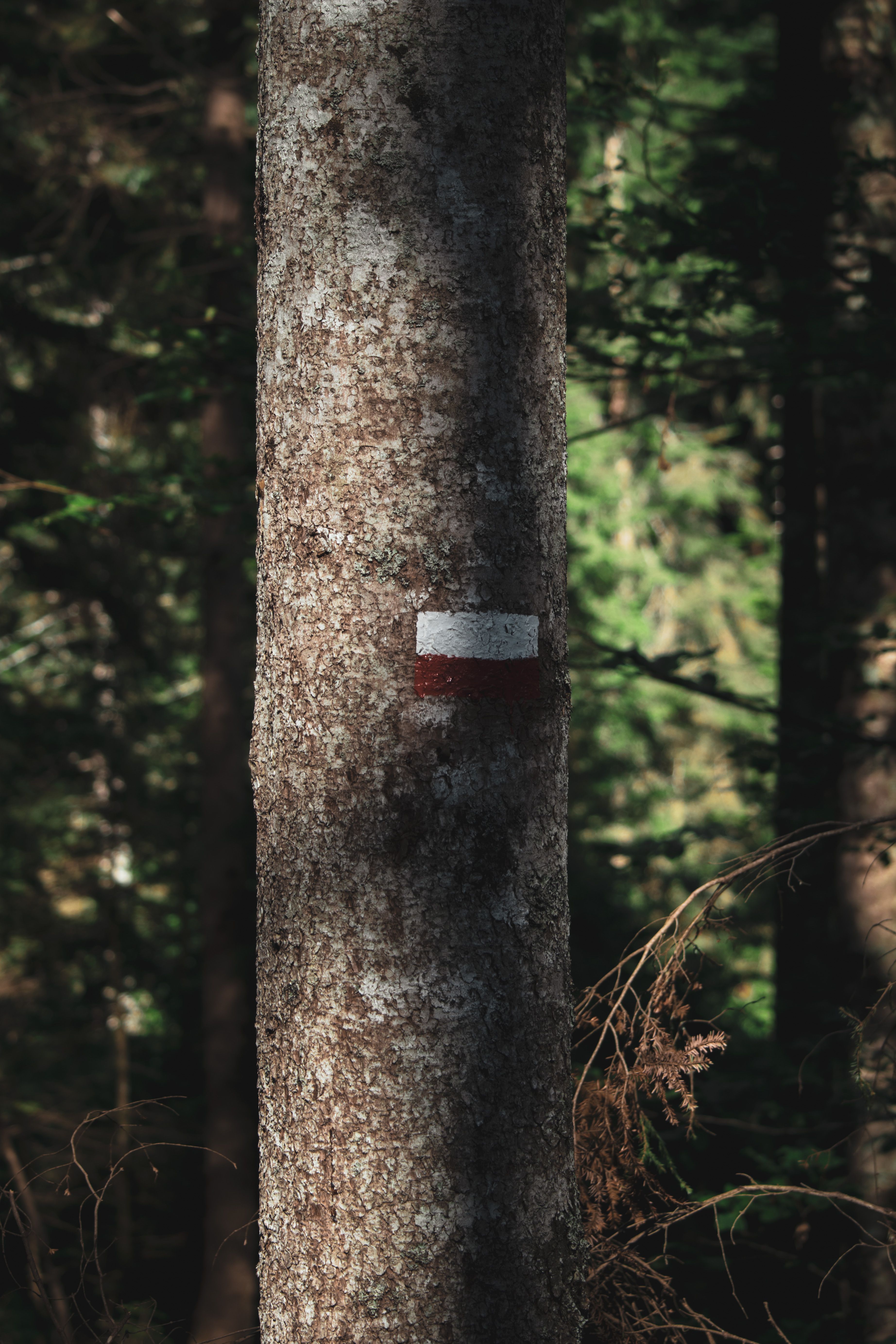 Tree with Hiking Trail Marker in Dense Forest · Free Stock Photo