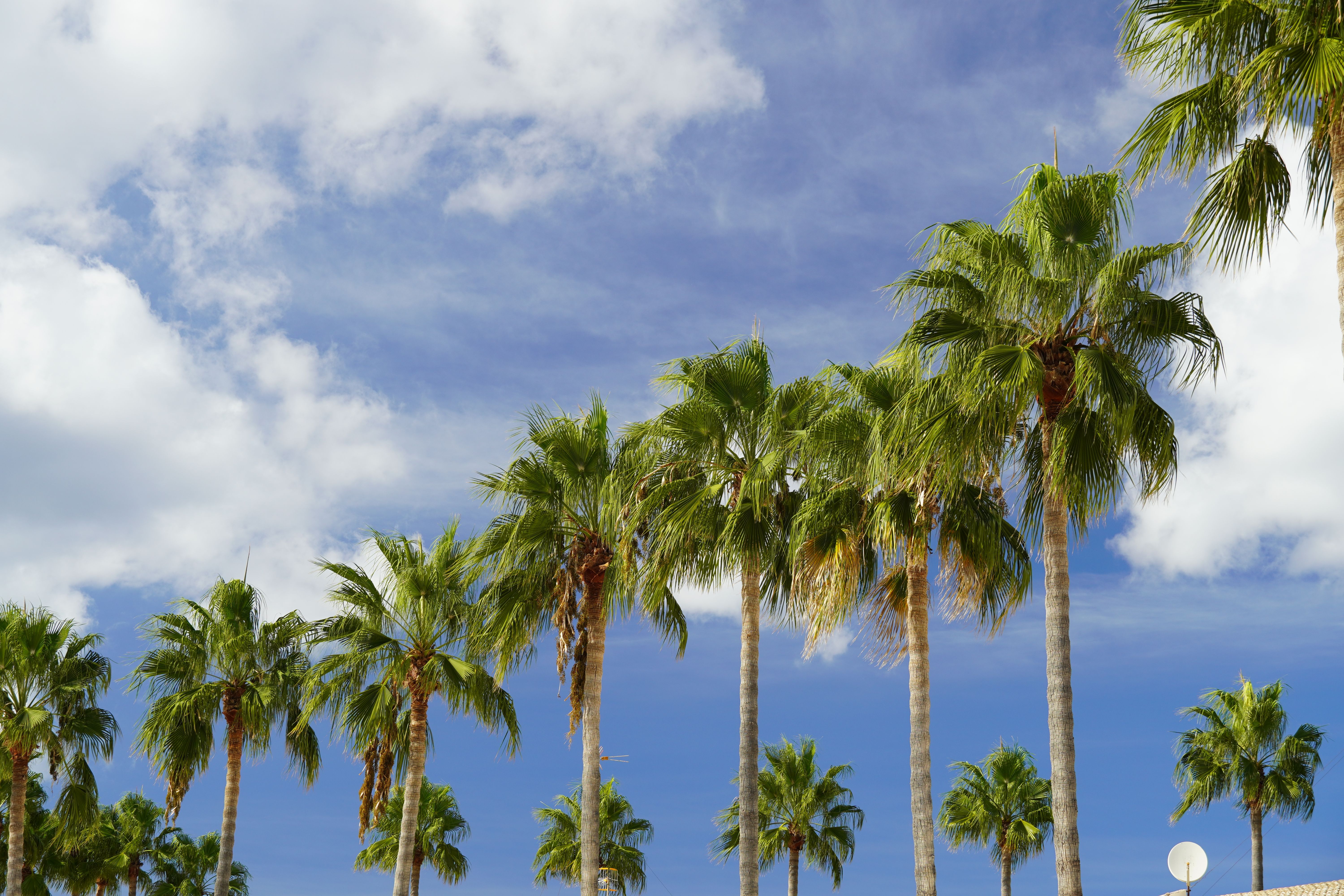 Horizontal Palm Trees Photos, Download The BEST Free Horizontal Palm ...