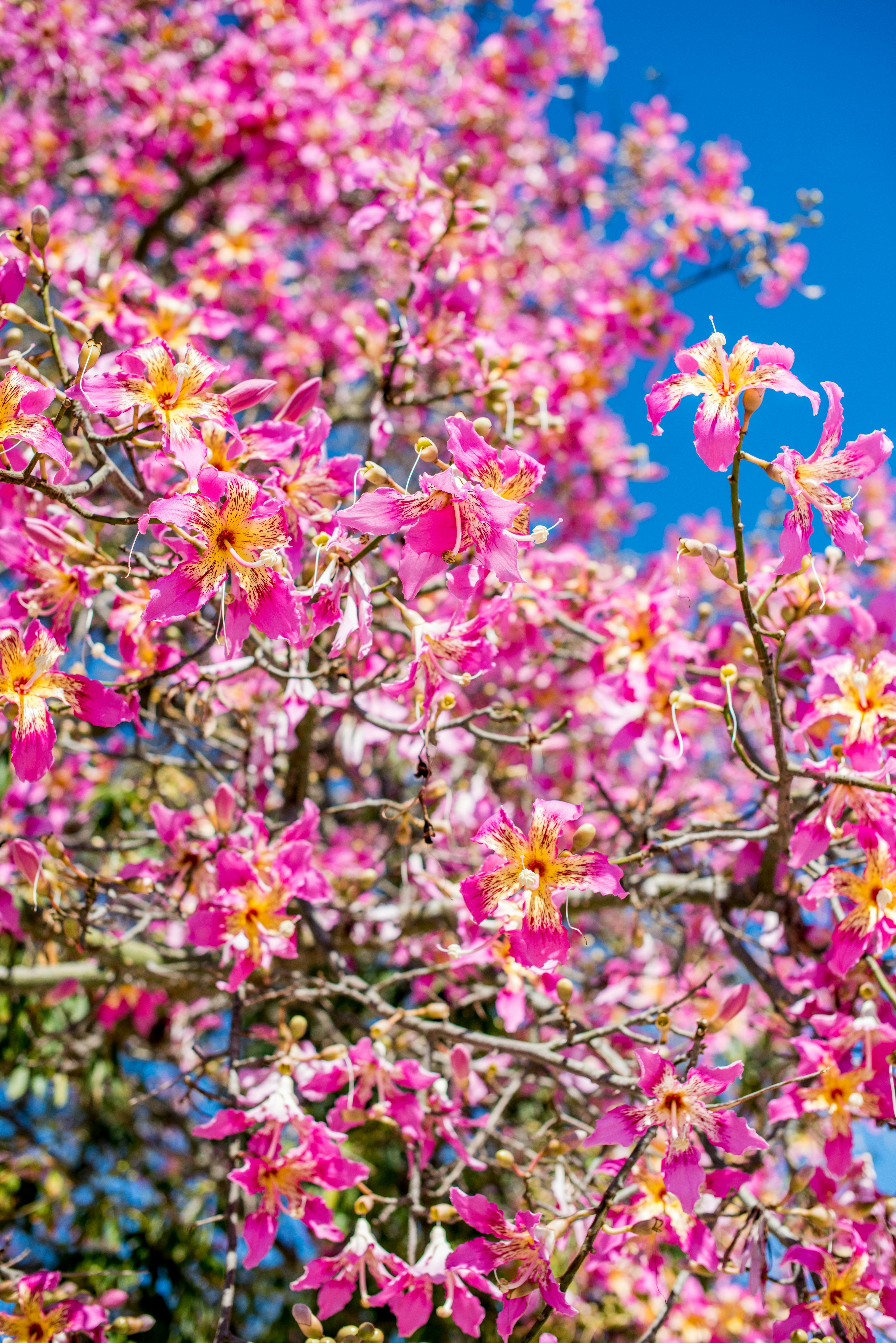 Ceibo Photos, Download The BEST Free Ceibo Stock Photos & HD Images