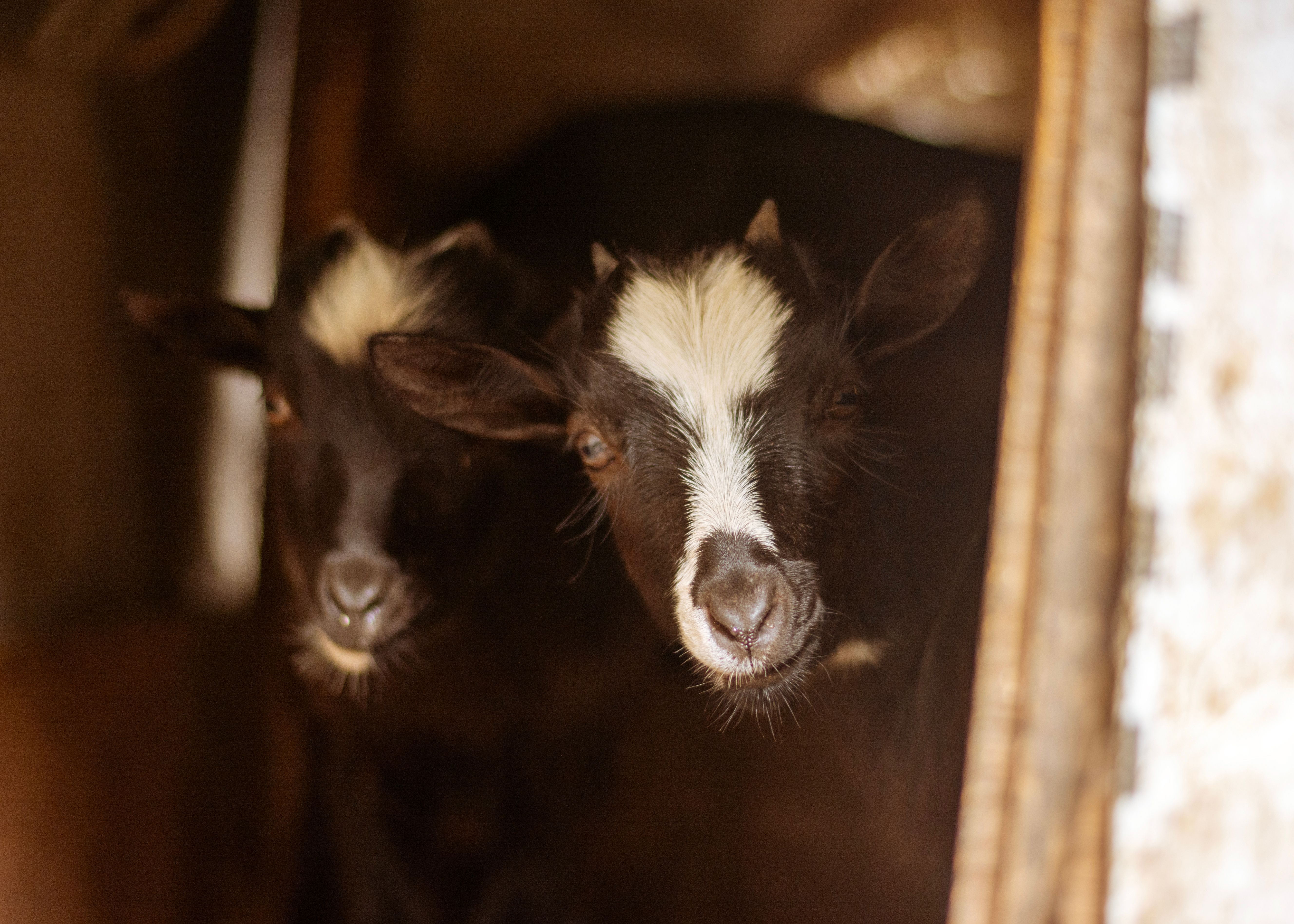 Close-Up of Two Young Goats in a Barn · Free Stock Photo