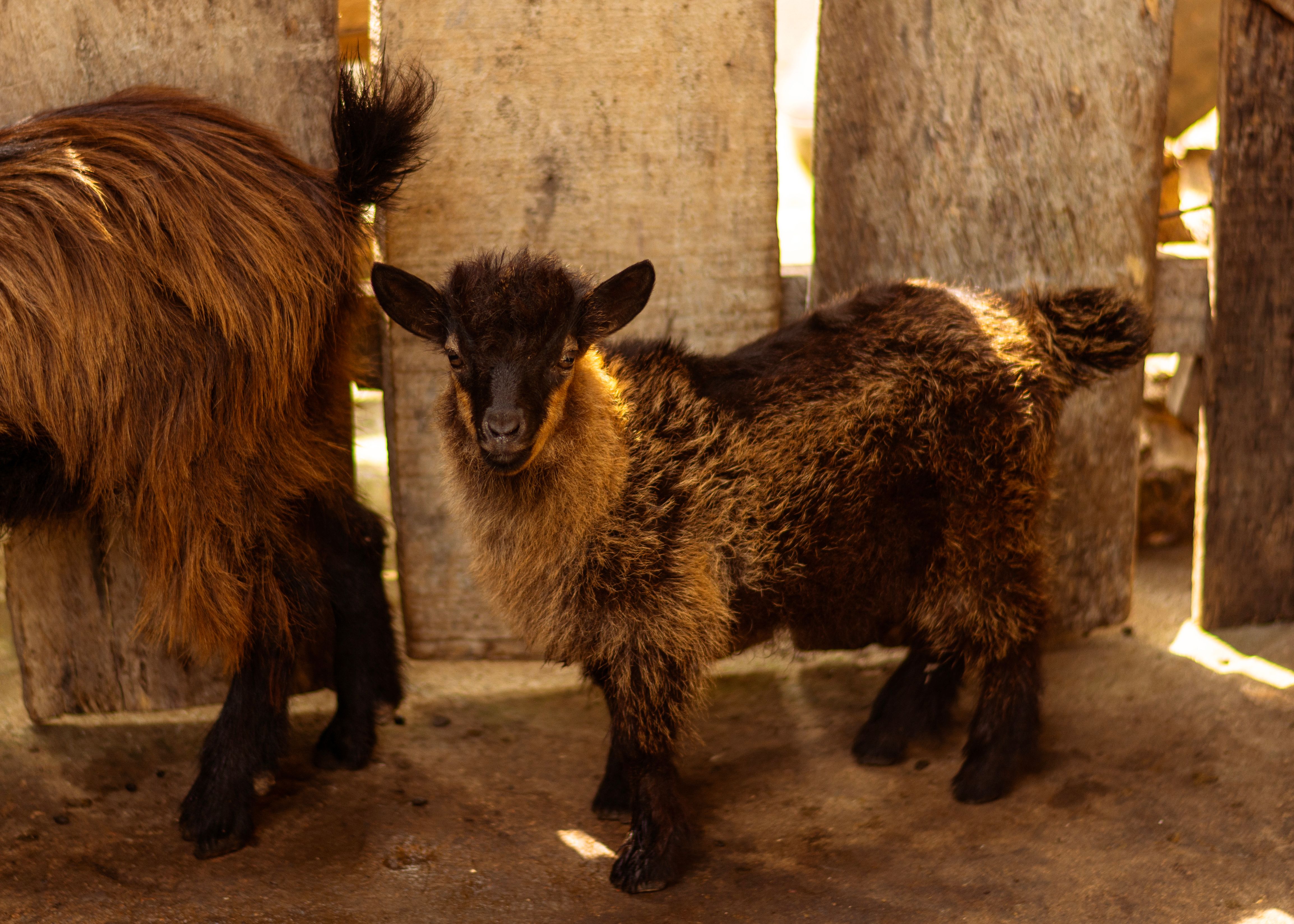 Young Brown Goat in Rustic Farm Setting · Free Stock Photo