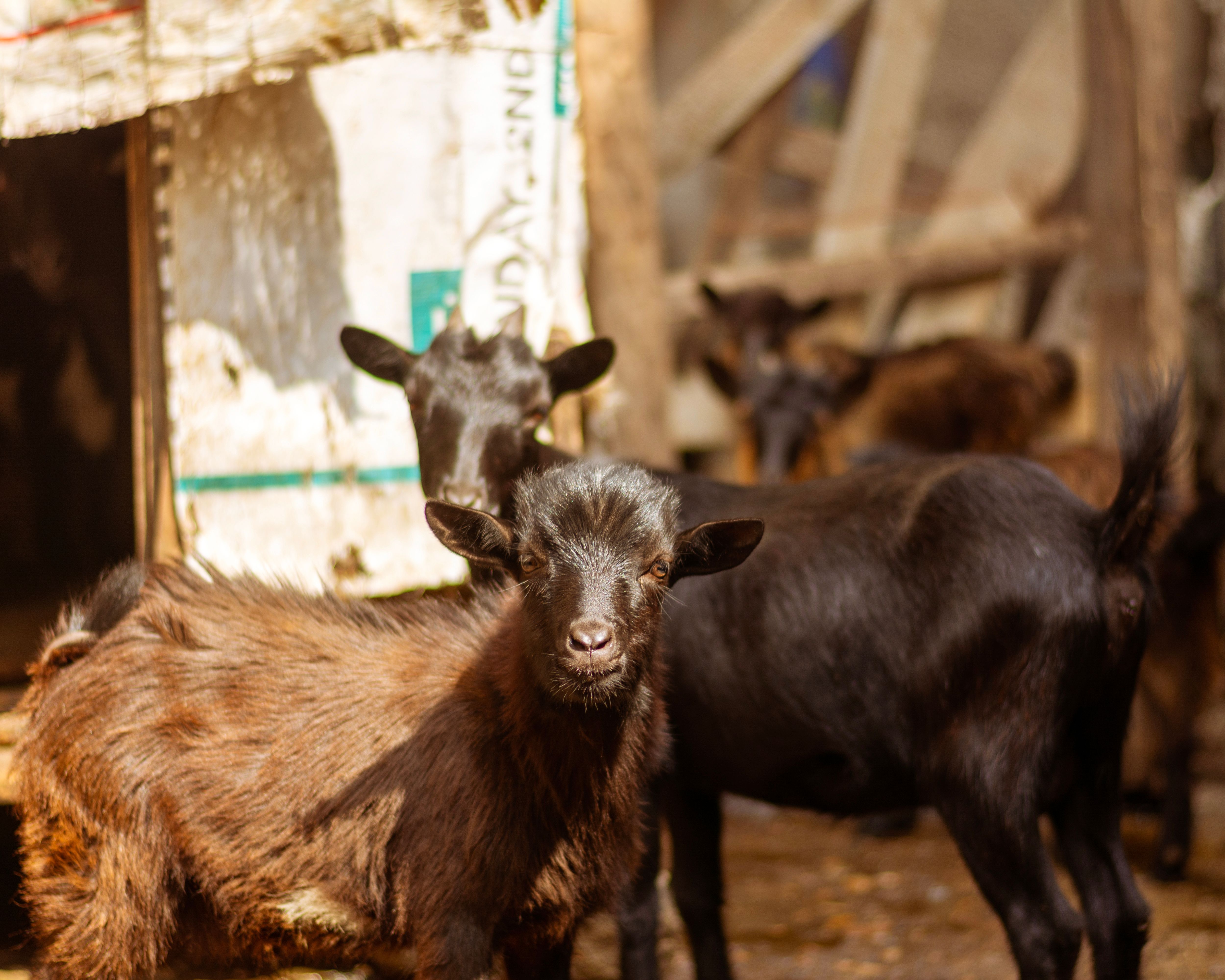 Close-up of Black Goats in a Rustic Setting · Free Stock Photo