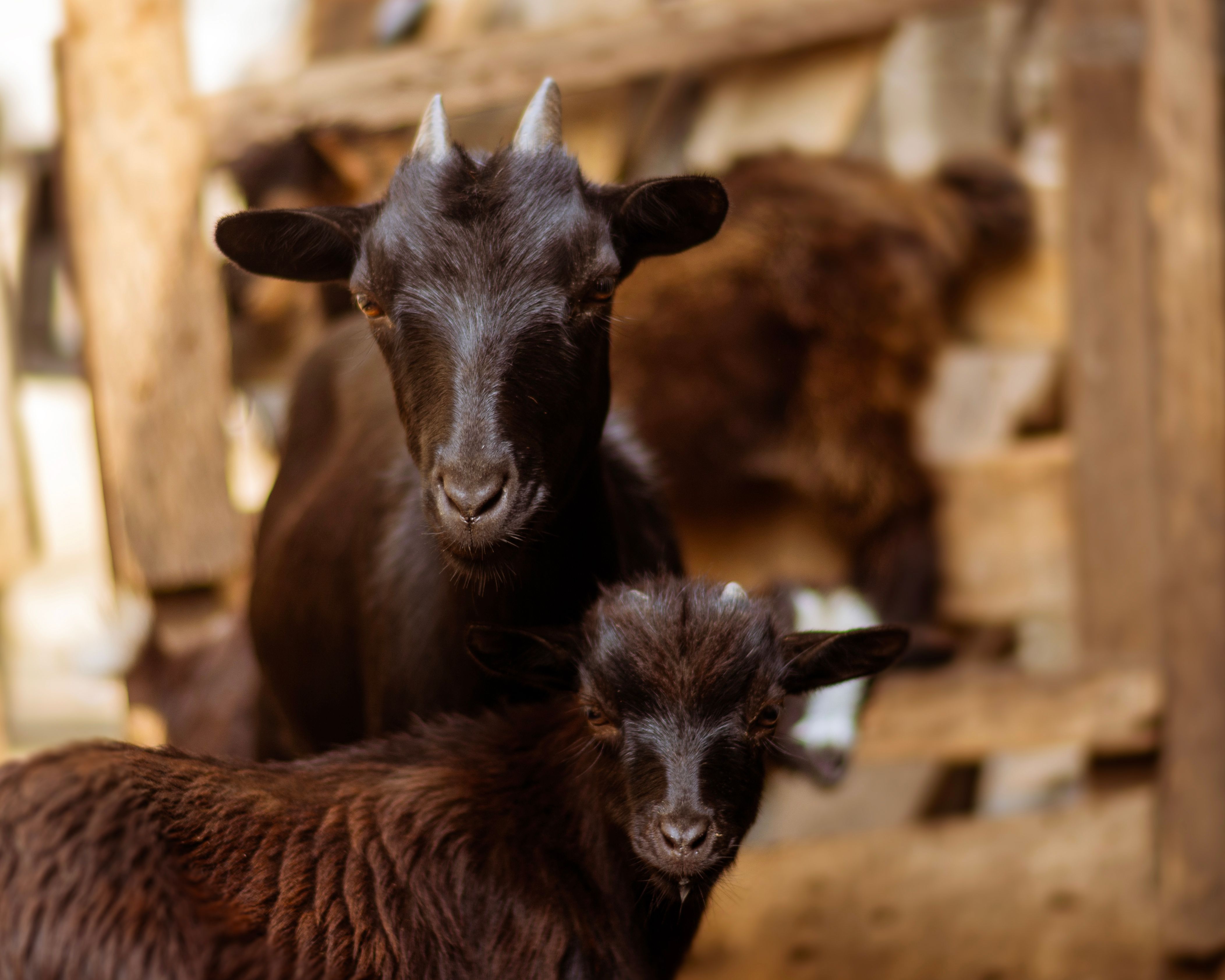 Nigerian Dwarf Goats Photos, Download The BEST Free Nigerian Dwarf ...