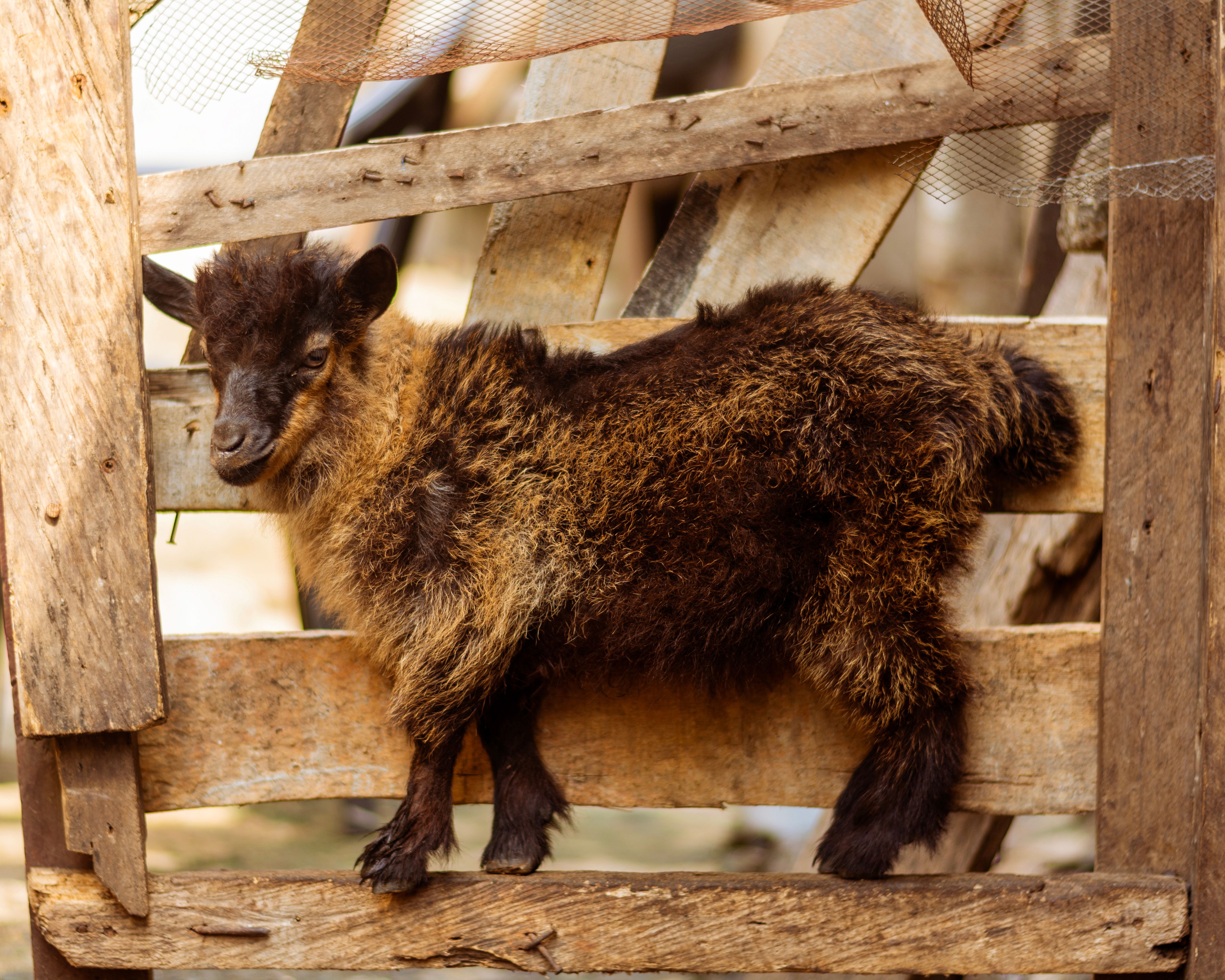 Rustic Portrait of a Young Goat in Wooden Pen · Free Stock Photo