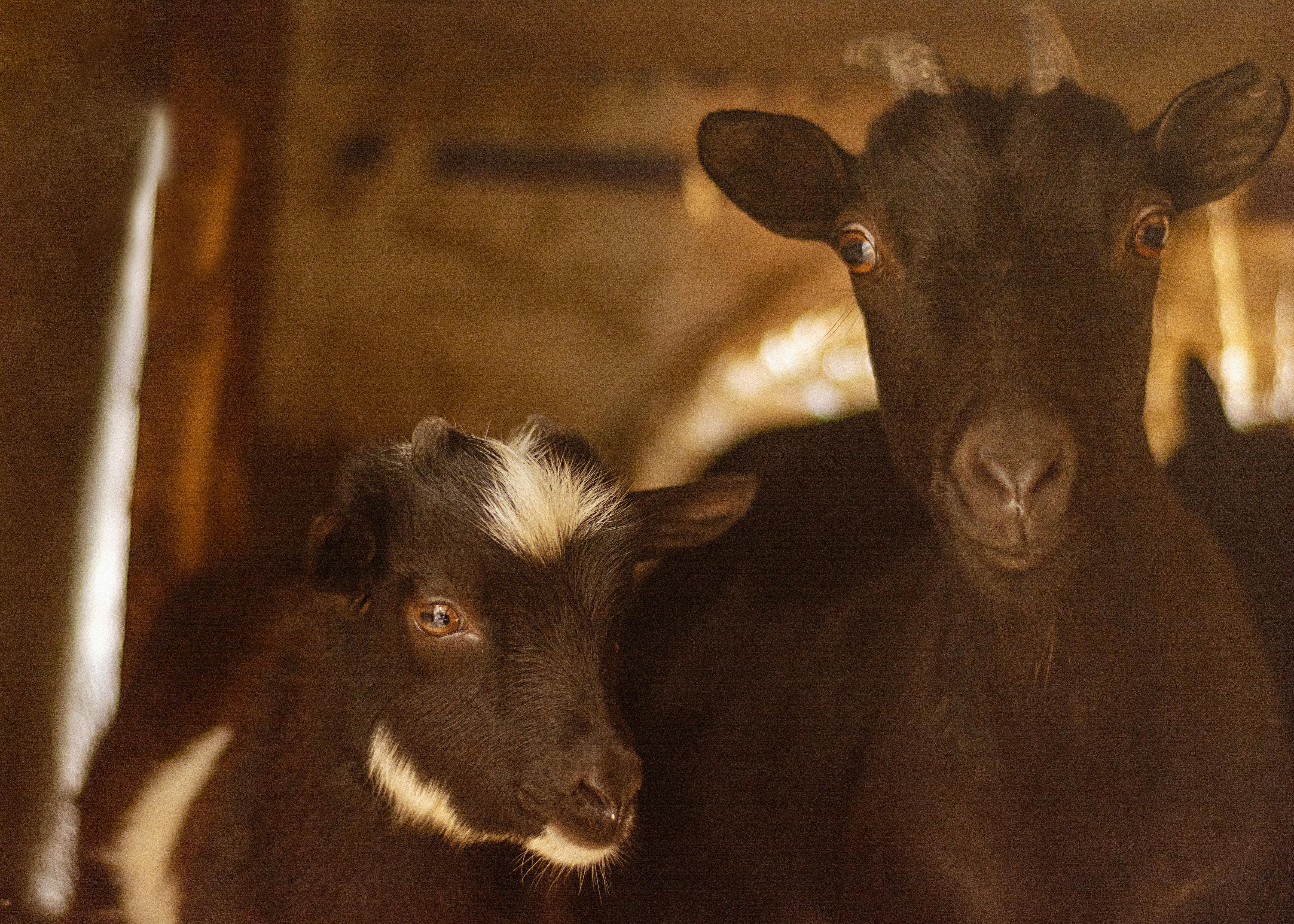 Close-up Portrait of African Goats in Barn · Free Stock Photo