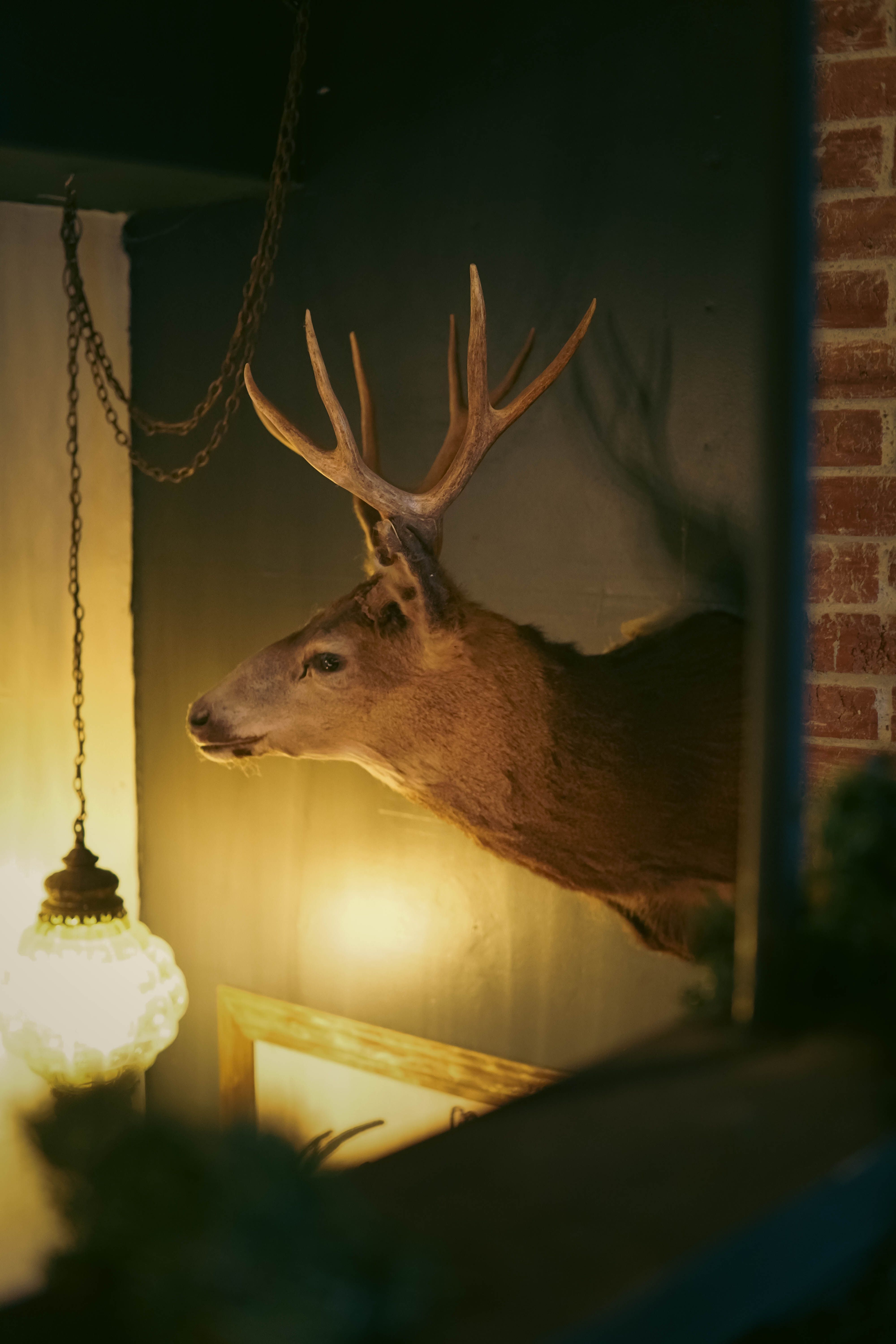 Cozy Café Corner with Deer Antlers Decor · Free Stock Photo