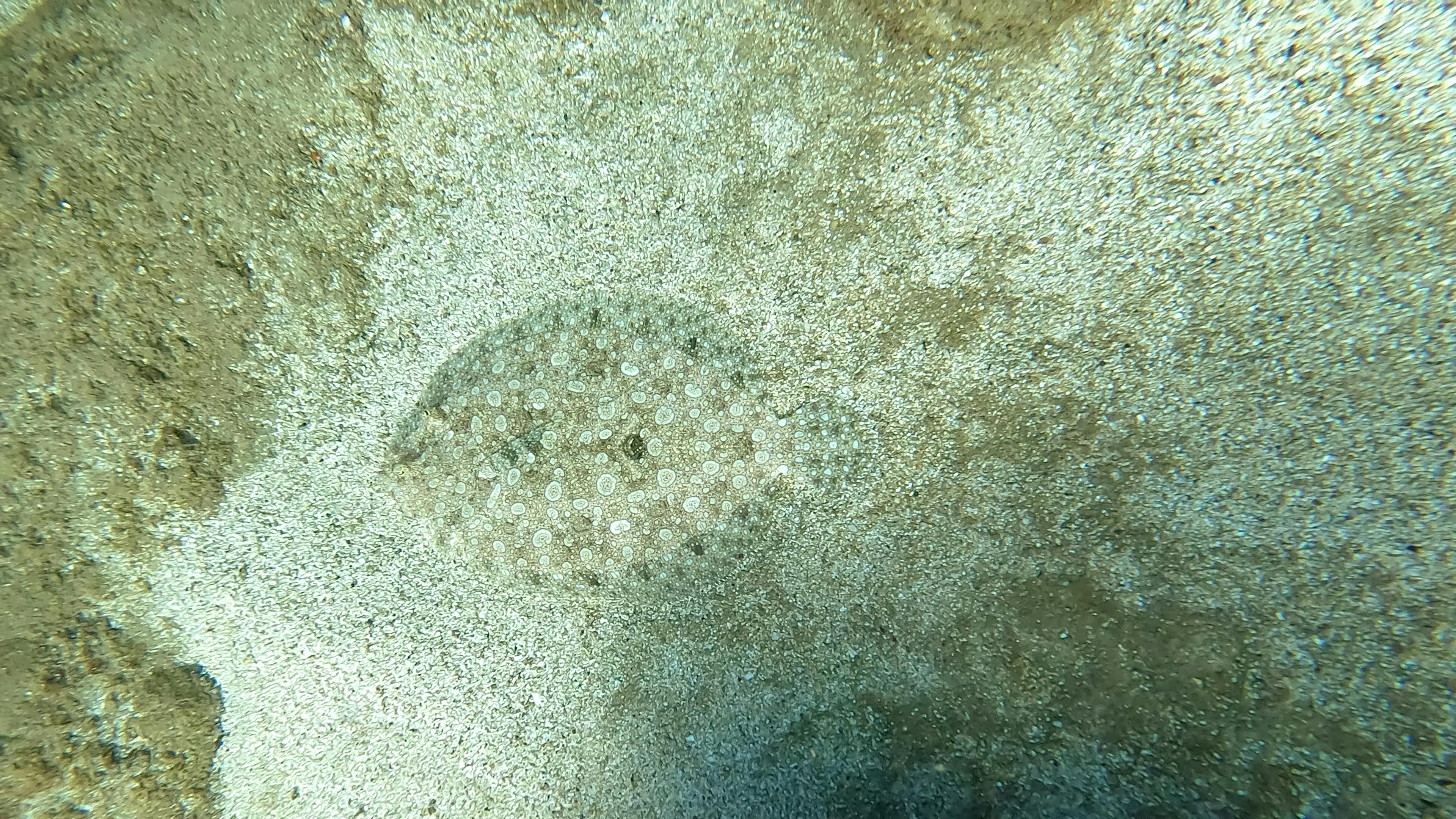 Camouflaged flounder blends in sandy ocean floor · Free Stock Photo