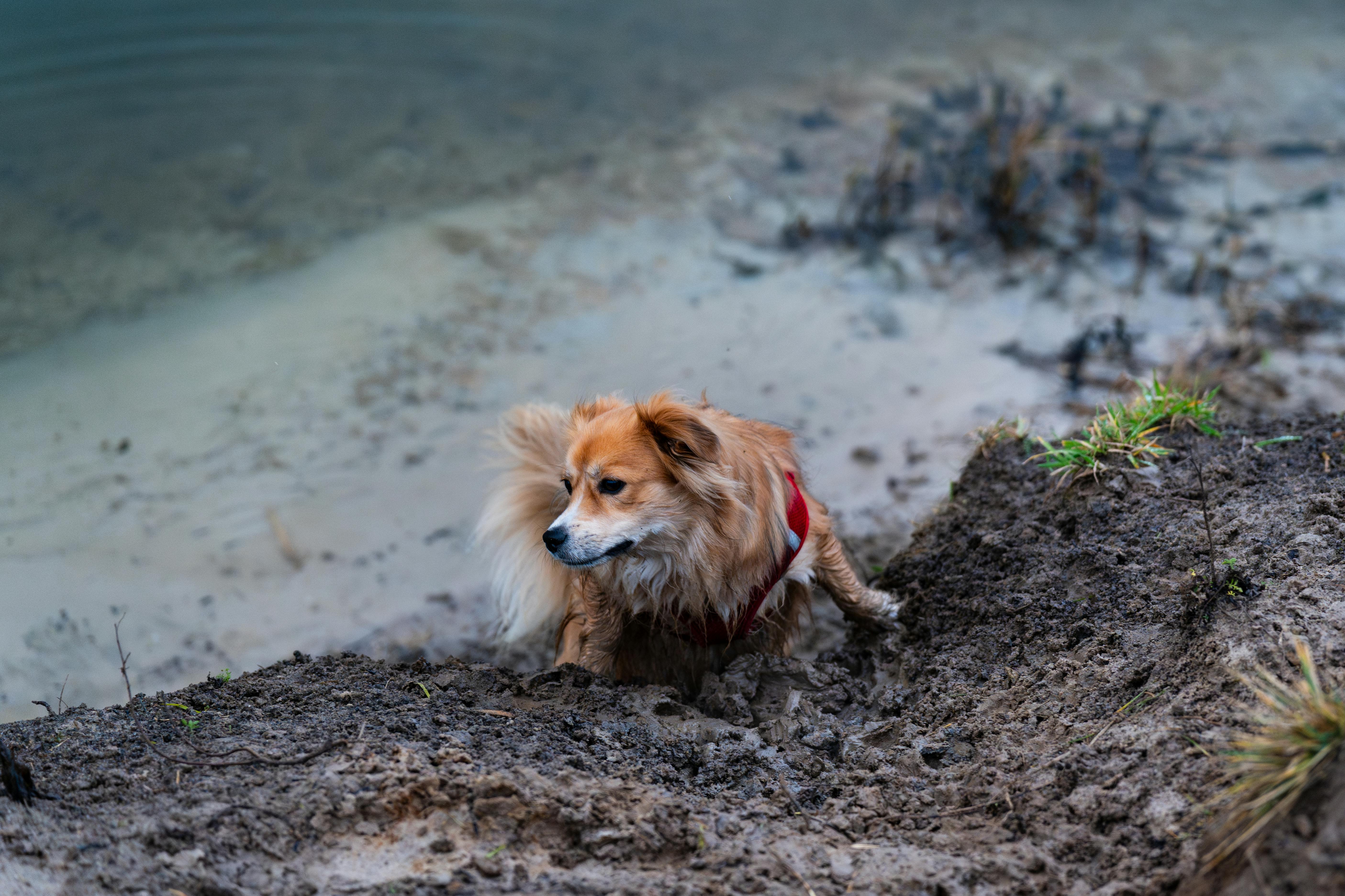 Dog Climbing Muddy Slope by Lakeside in Brzegi · Free Stock Photo