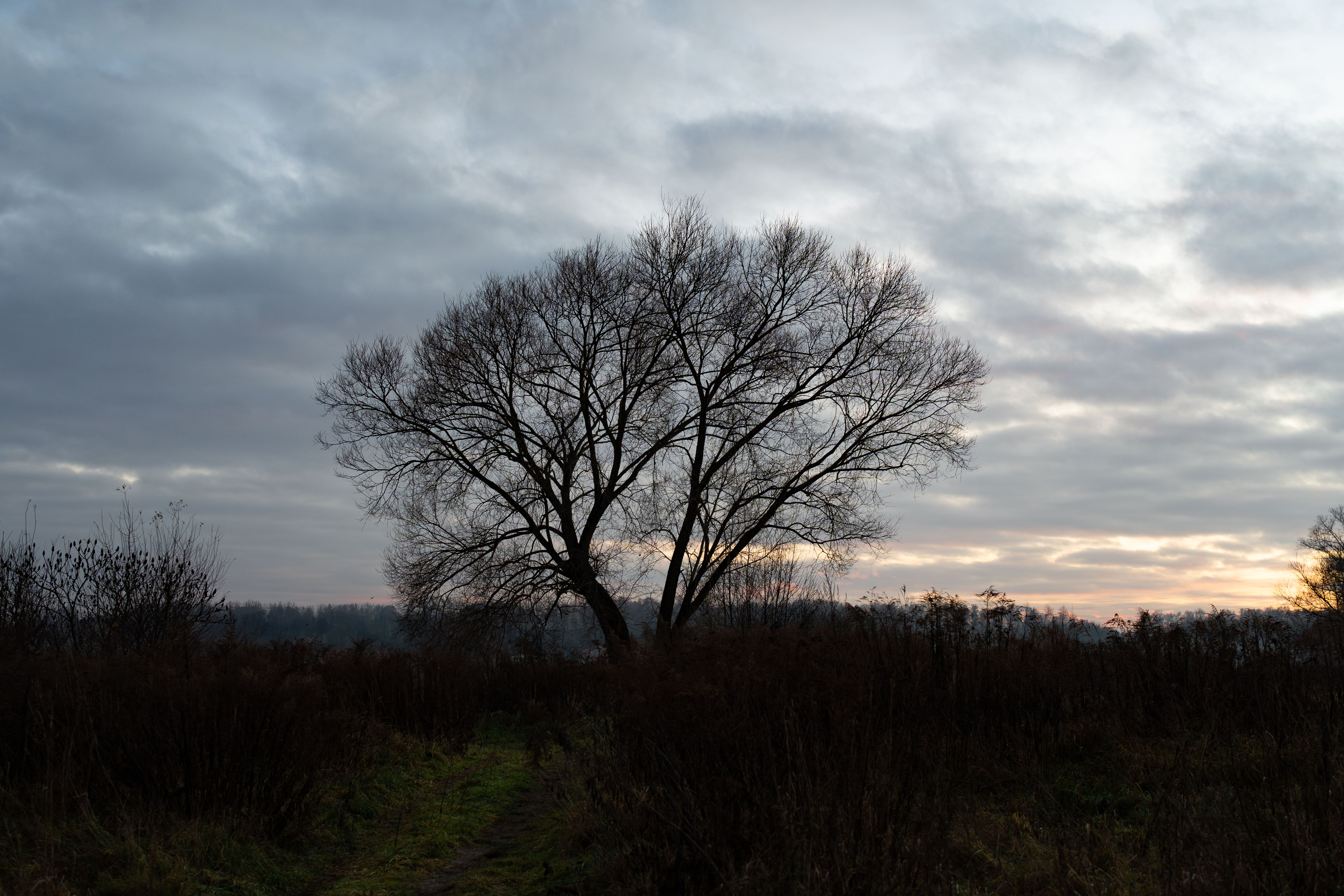 Scenic Landscape with Lone Tree at Sunset · Free Stock Photo
