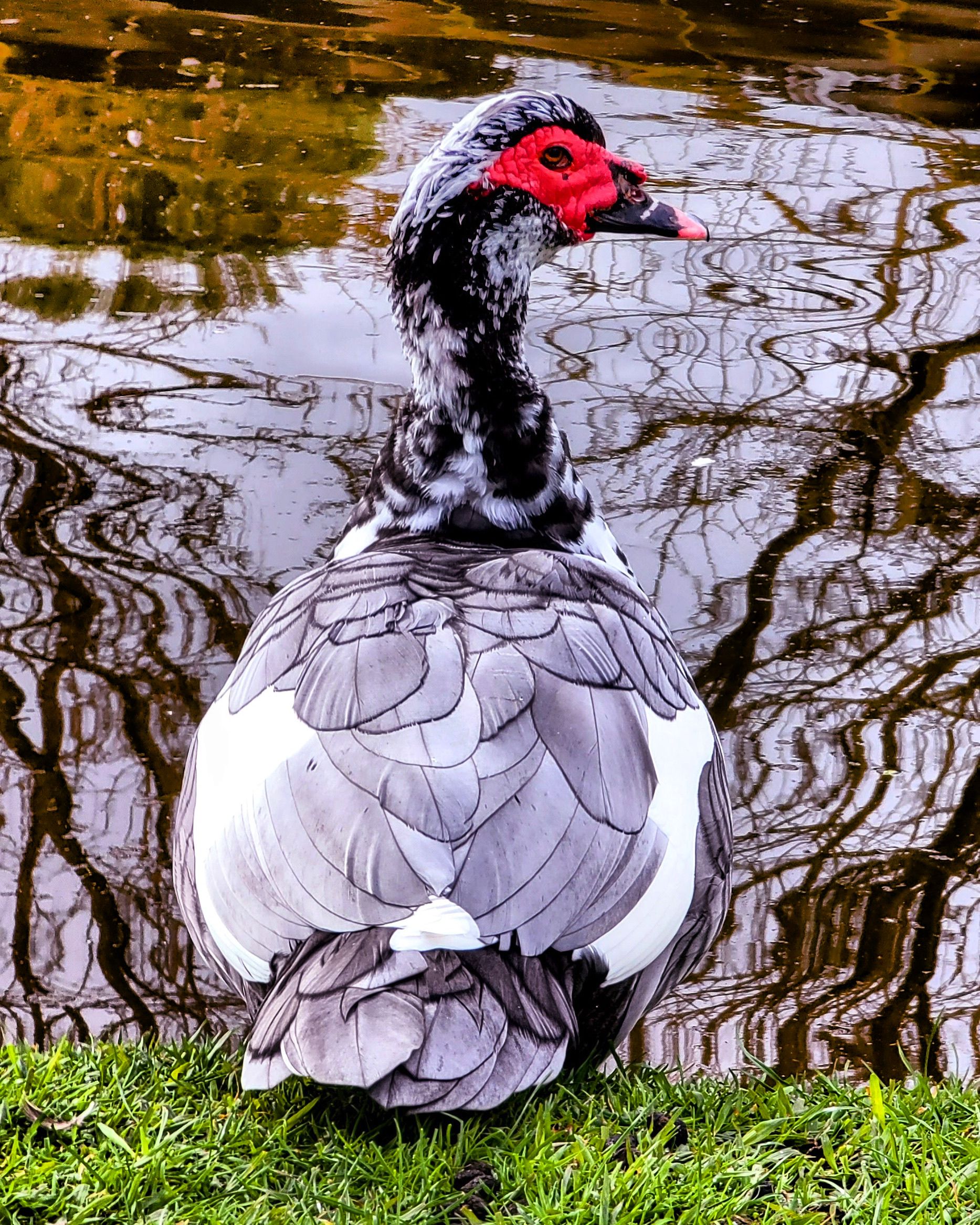 Striking Muscovy Duck by a Reflective Pond · Free Stock Photo