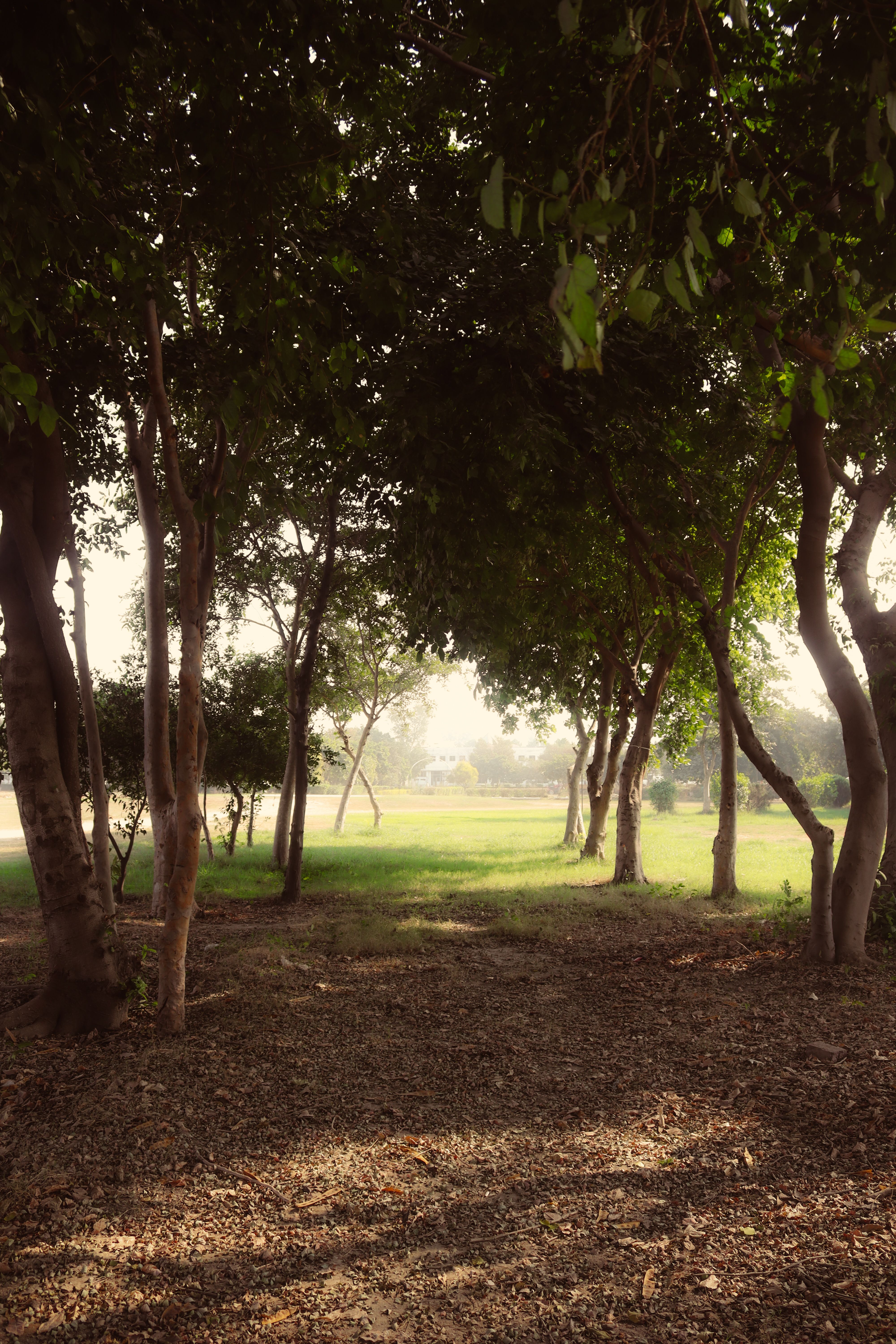 Serene Pathway through Sunlit Forest Clearing · Free Stock Photo