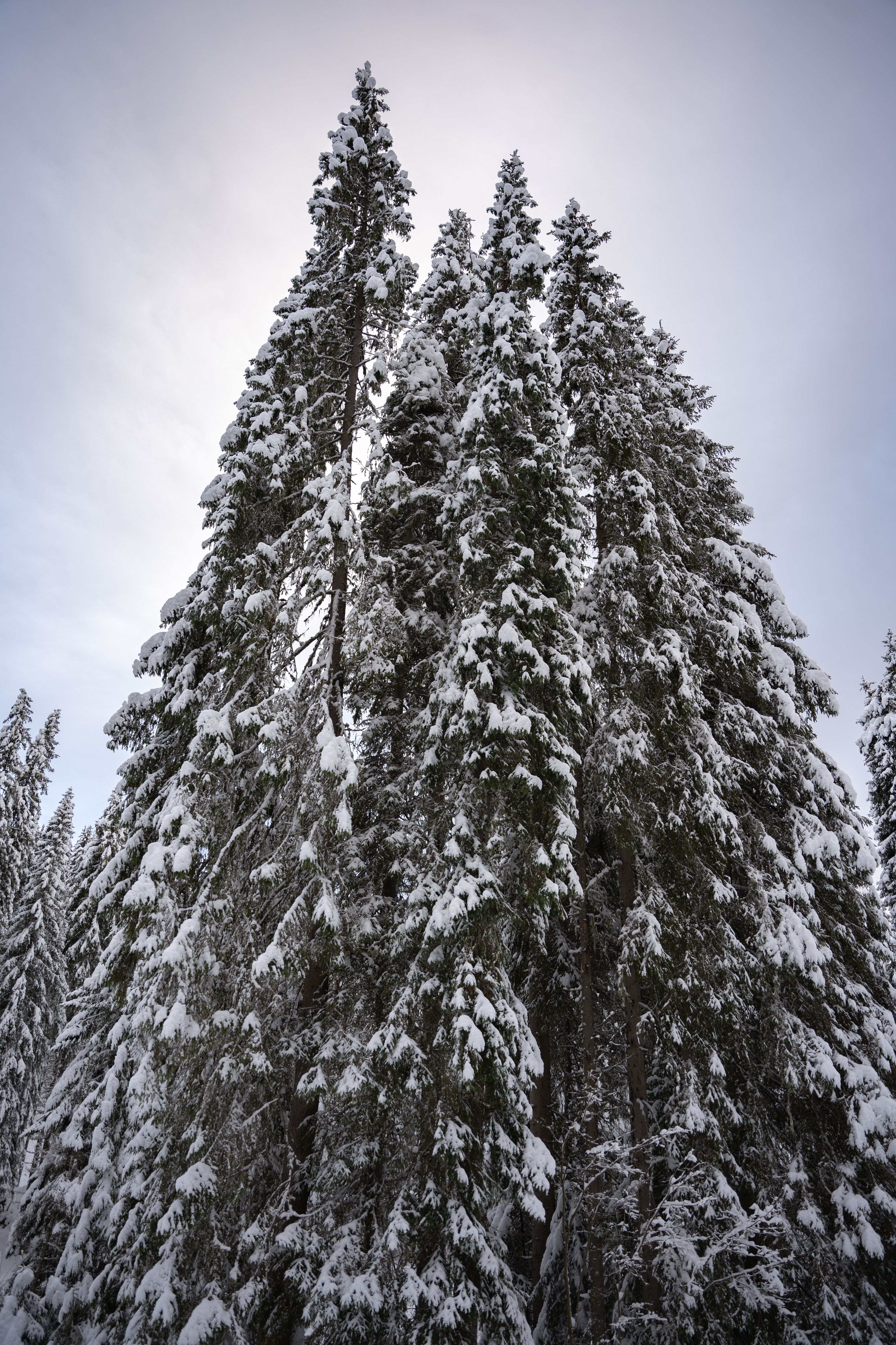 Snow-Covered Pine Trees in Winter Landscape · Free Stock Photo