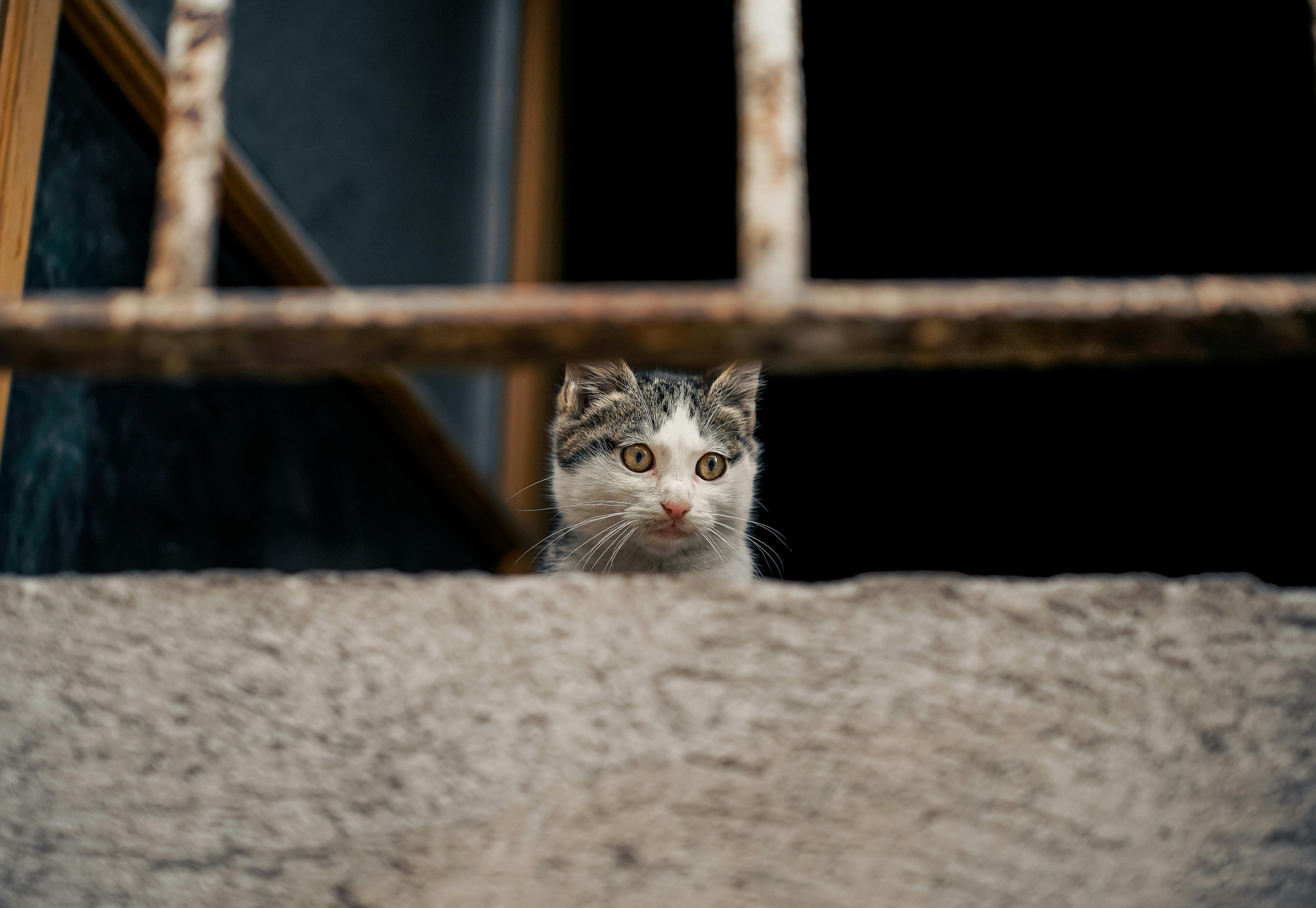 Curious Kitten Peeking Over Ledge in Urban Setting · Free Stock Photo