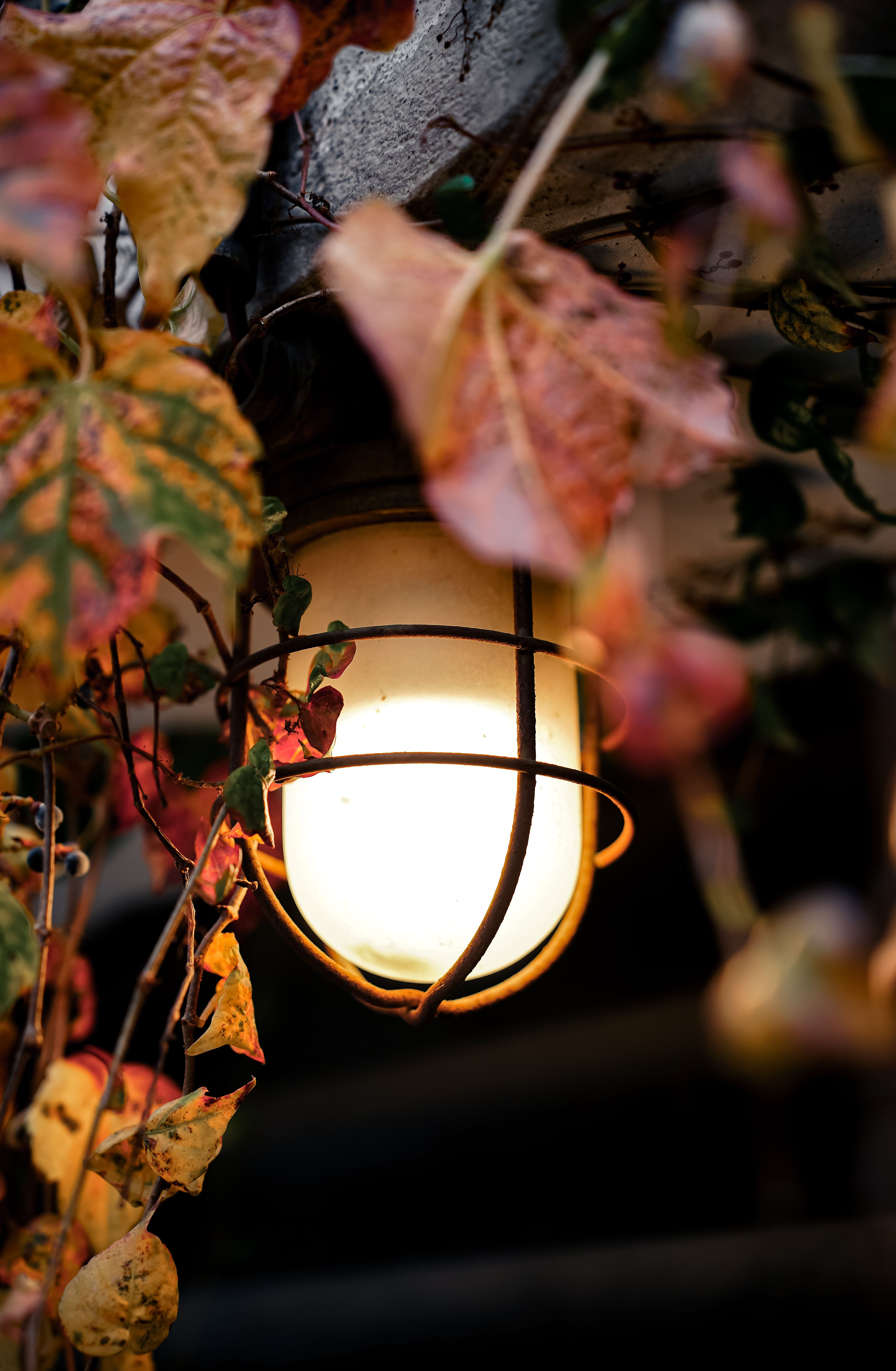 Warm Lantern Amidst Fall Foliage · Free Stock Photo