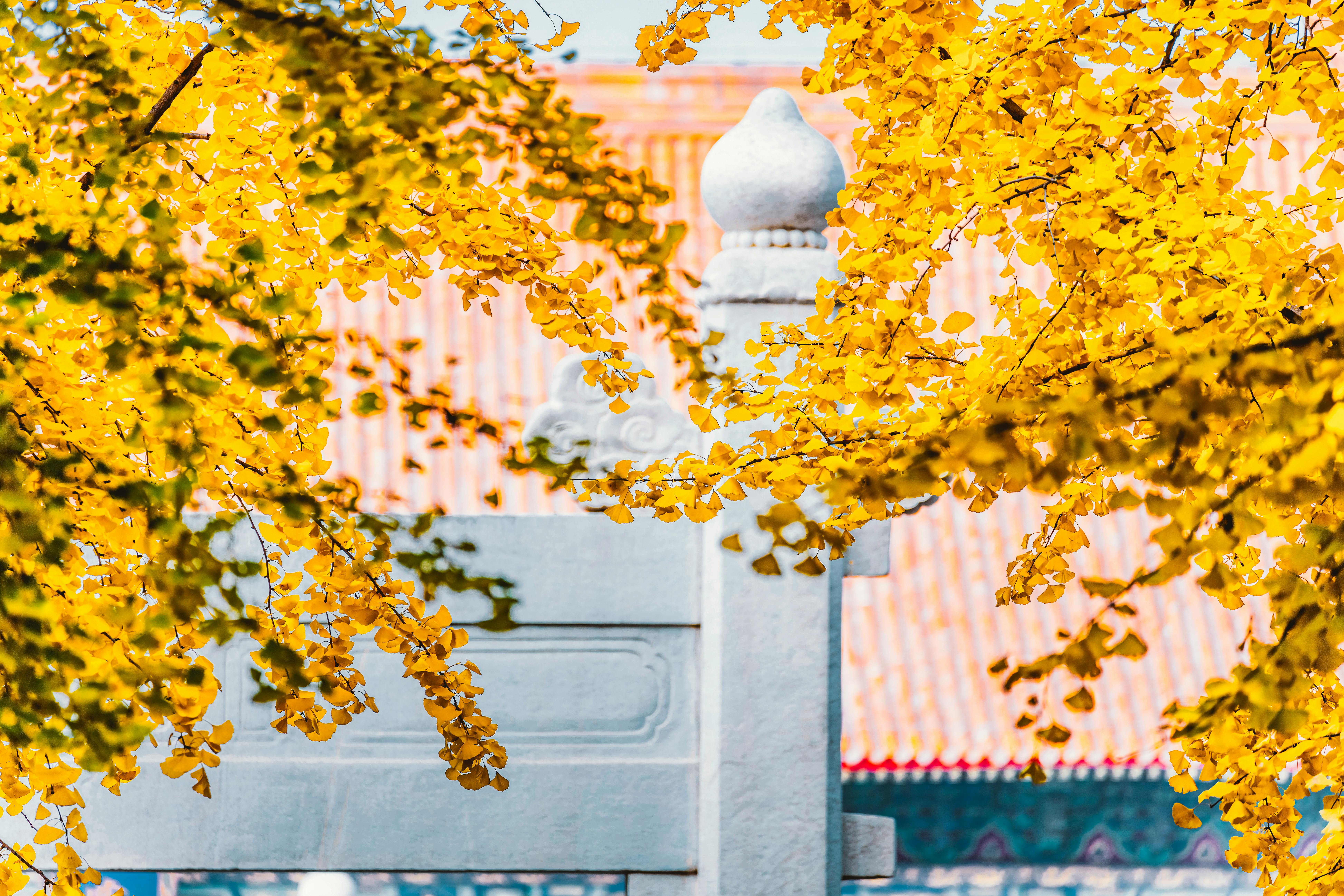 How to Grow a Healthy Ginkgo Biloba Sapling at Home