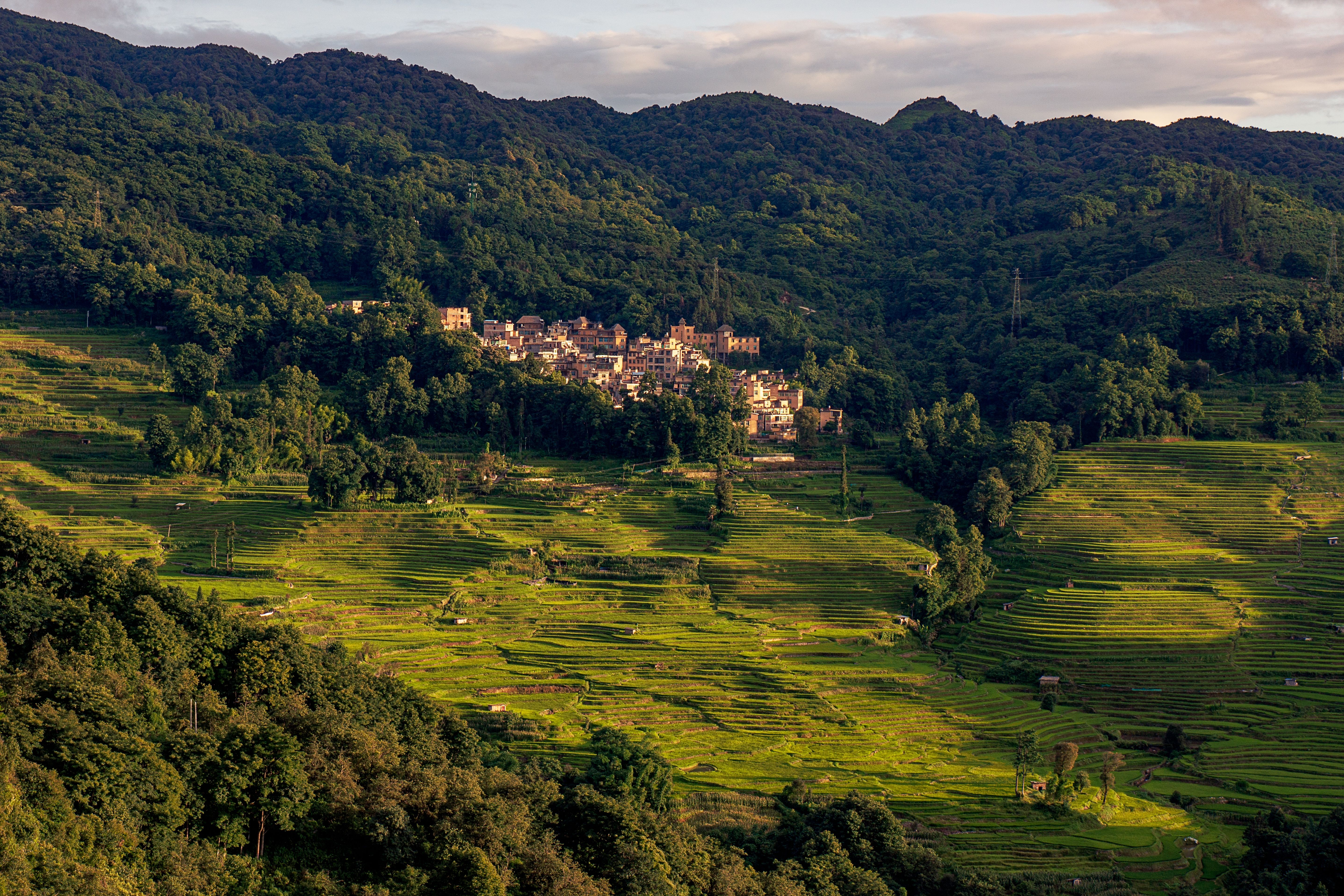 Scenic View of Lush Green Terraced Fields · Free Stock Photo