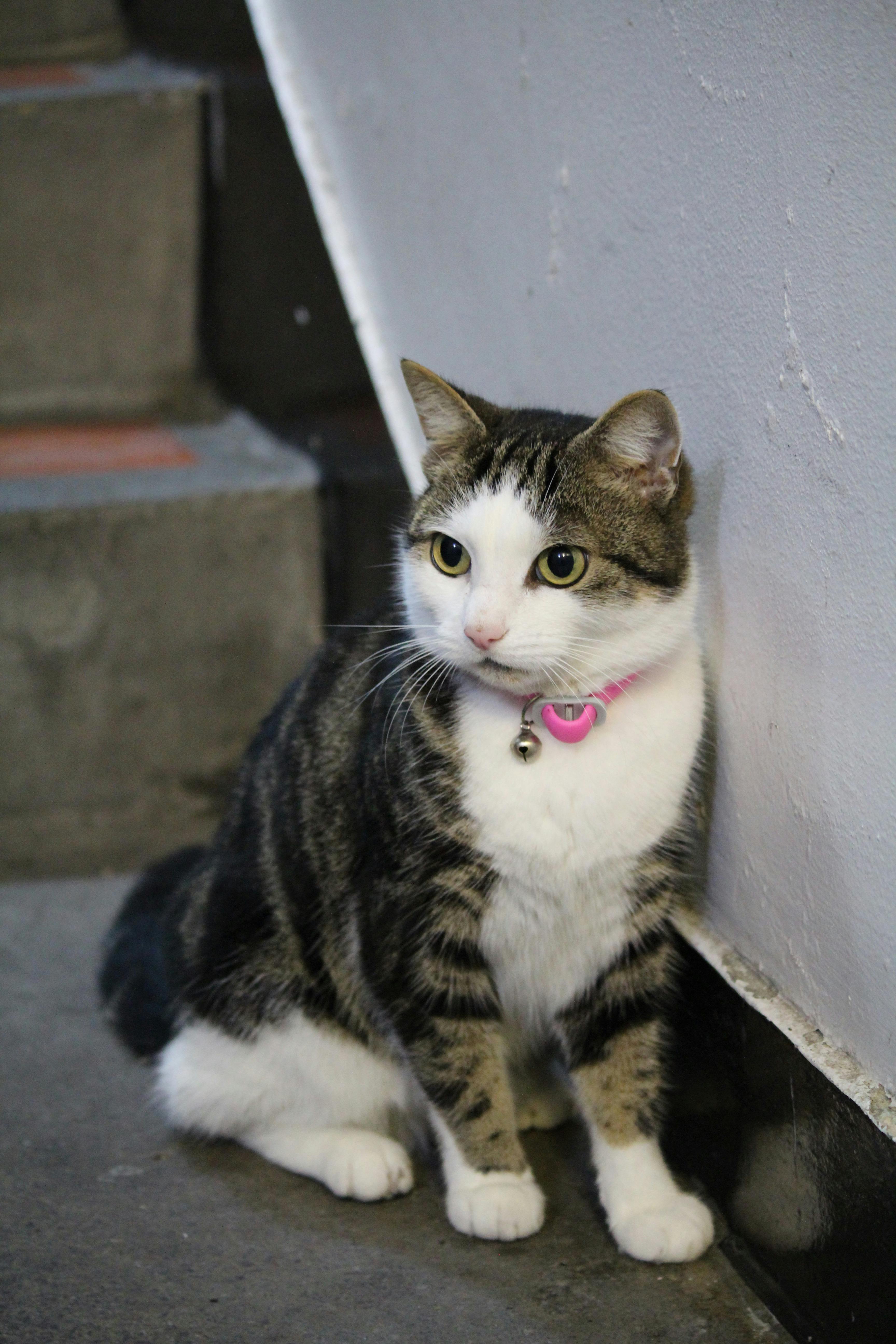 Close-up Grayscale Photo of Cat Leaning on Chain-link Fence · Free ...