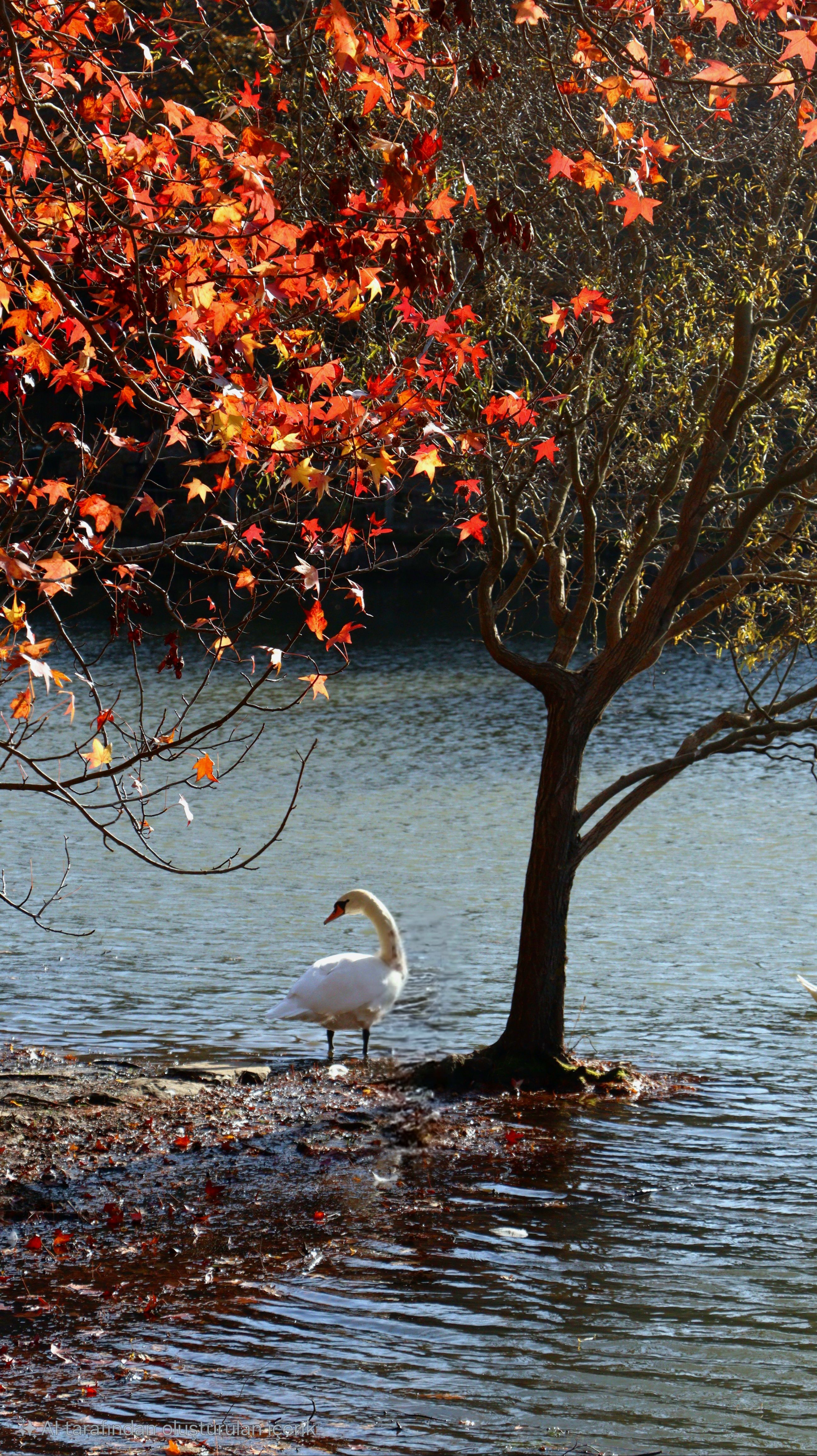 Swan Leaf Photos, Download The BEST Free Swan Leaf Stock Photos & HD Images