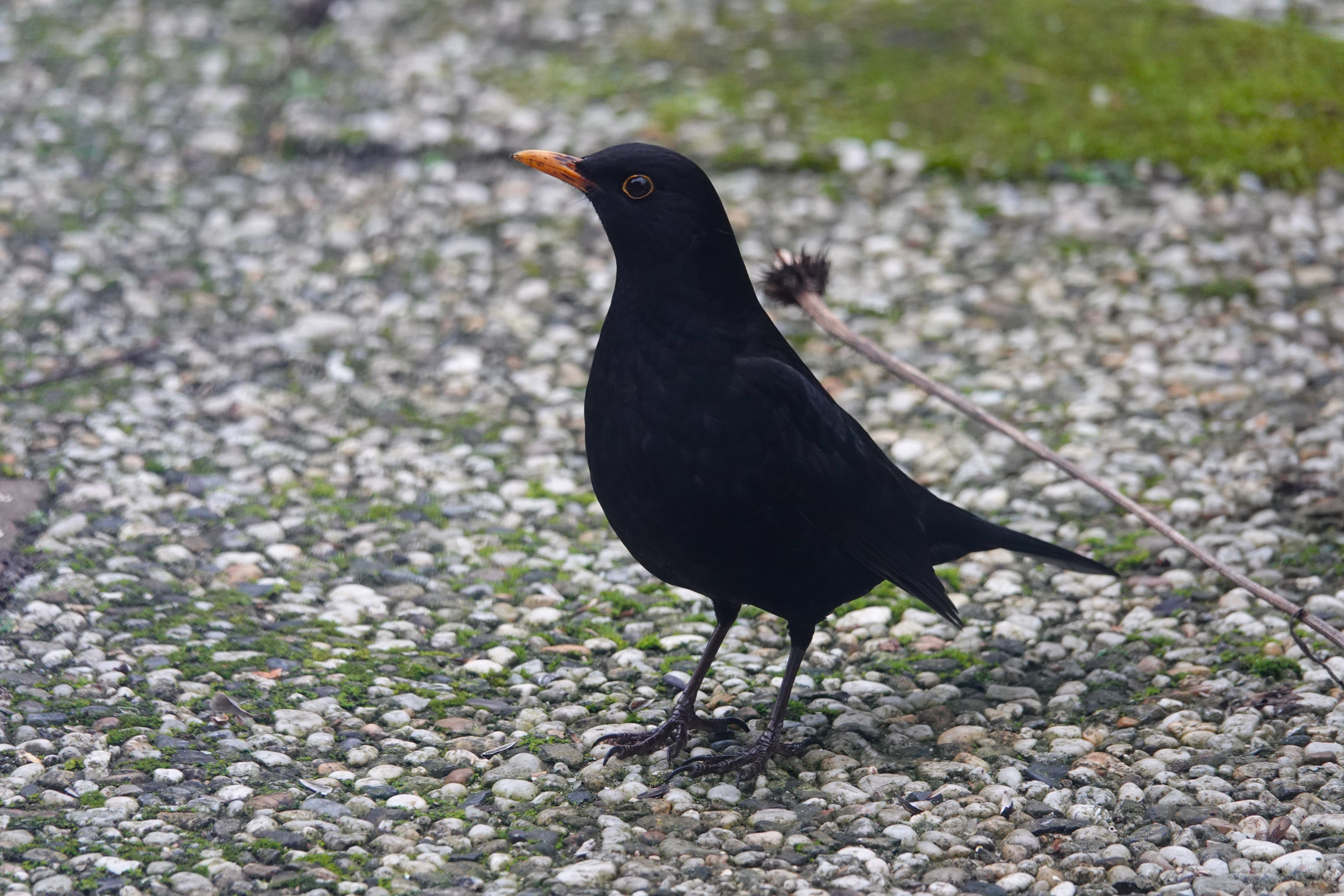 Close-up of a Blackbird on Pebbled Ground Outdoors · Free Stock Photo