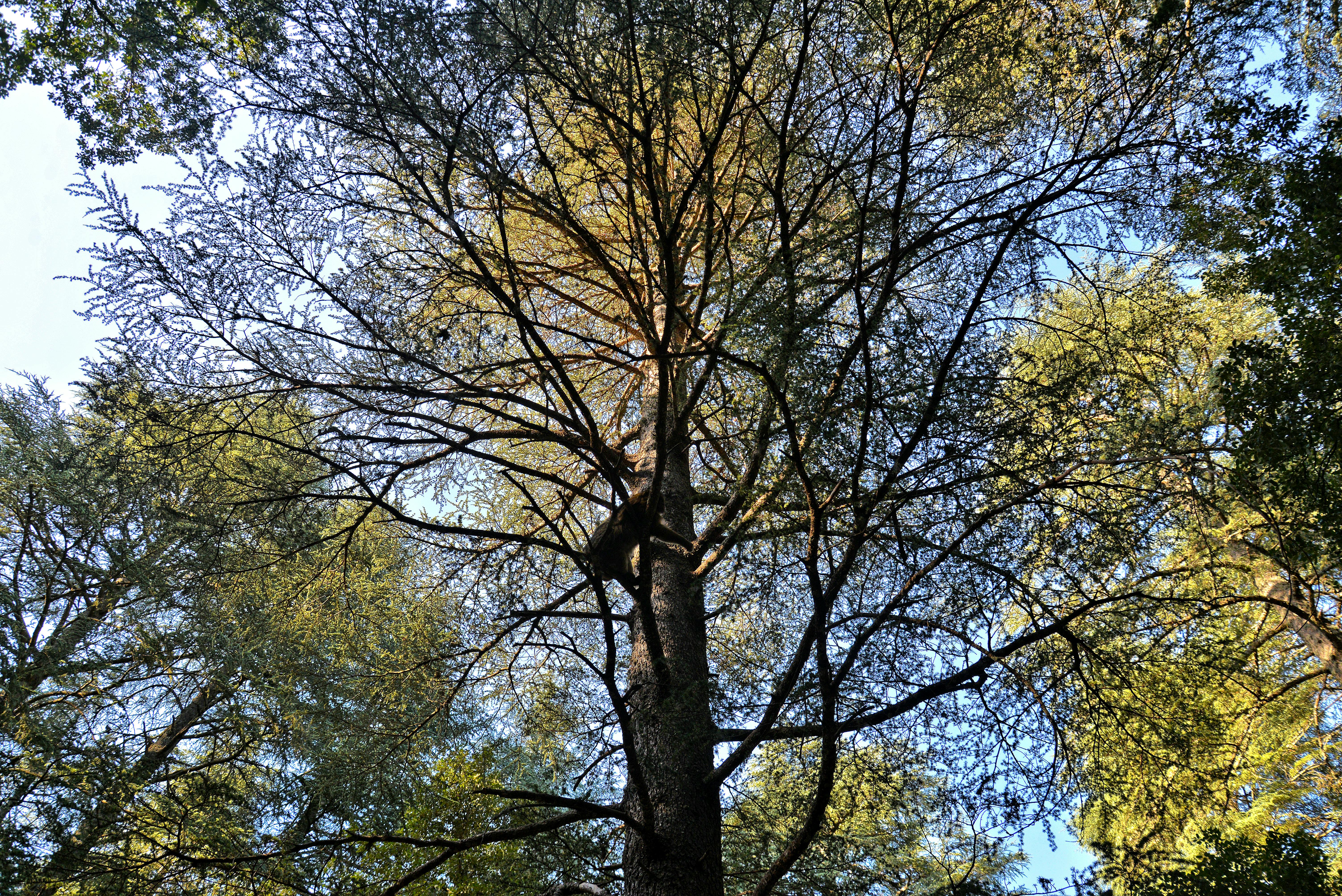 Majestic Cedar Trees in Ifrane, Morocco · Free Stock Photo