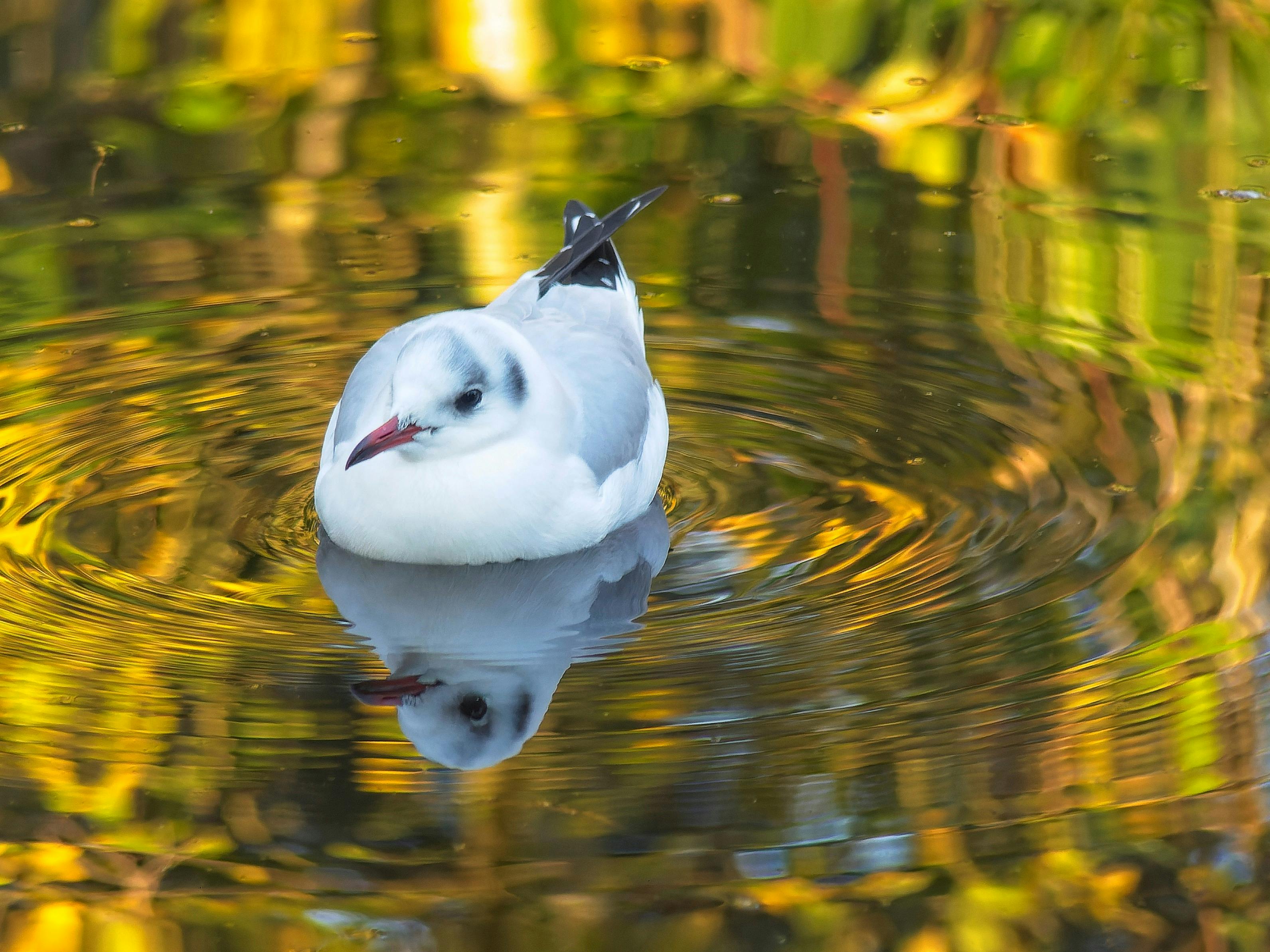 Tranquil Waterbird in Golden Reflections · Free Stock Photo