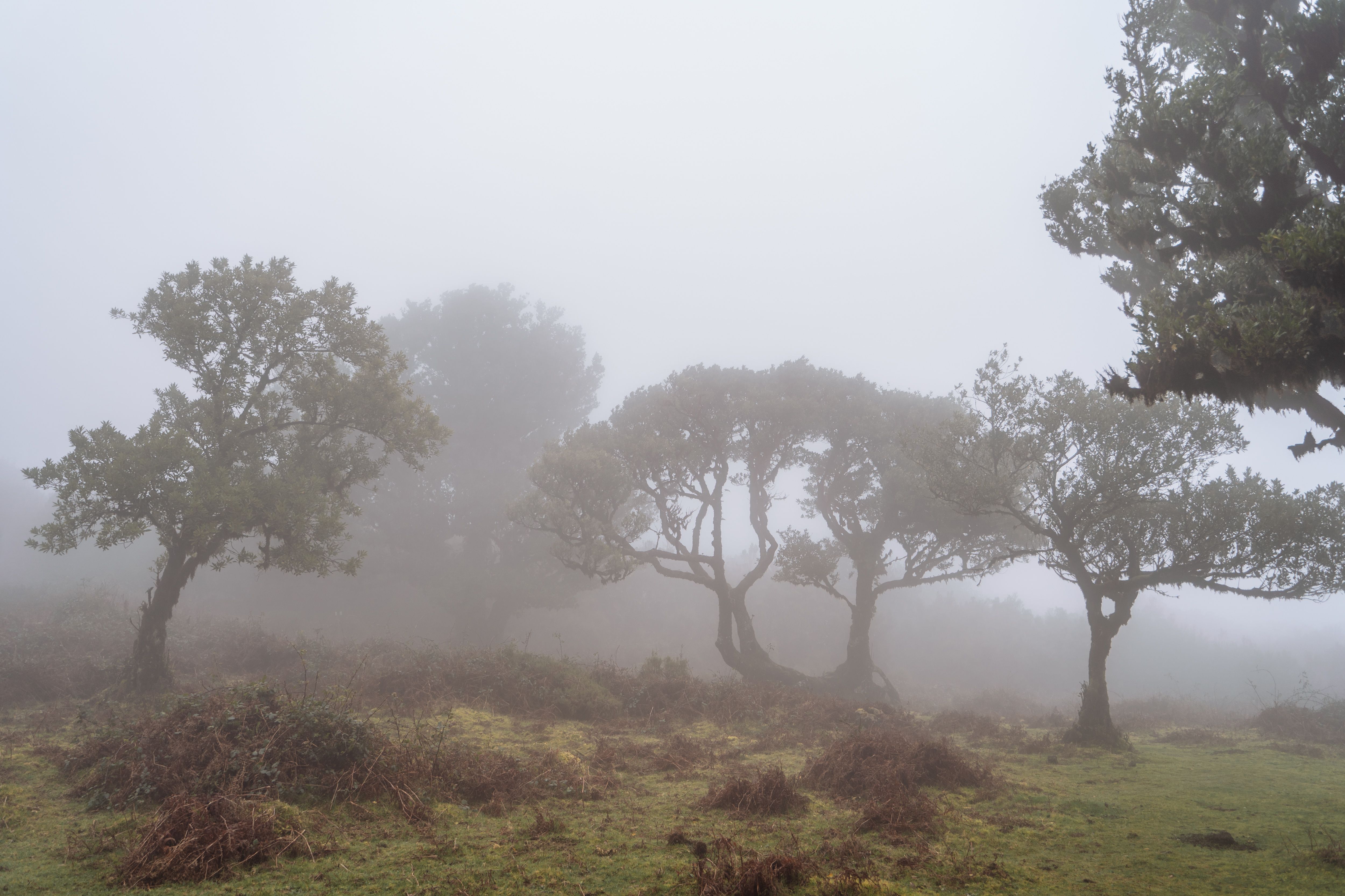 Misty Laurel Forest in Madeira, Portugal · Free Stock Photo