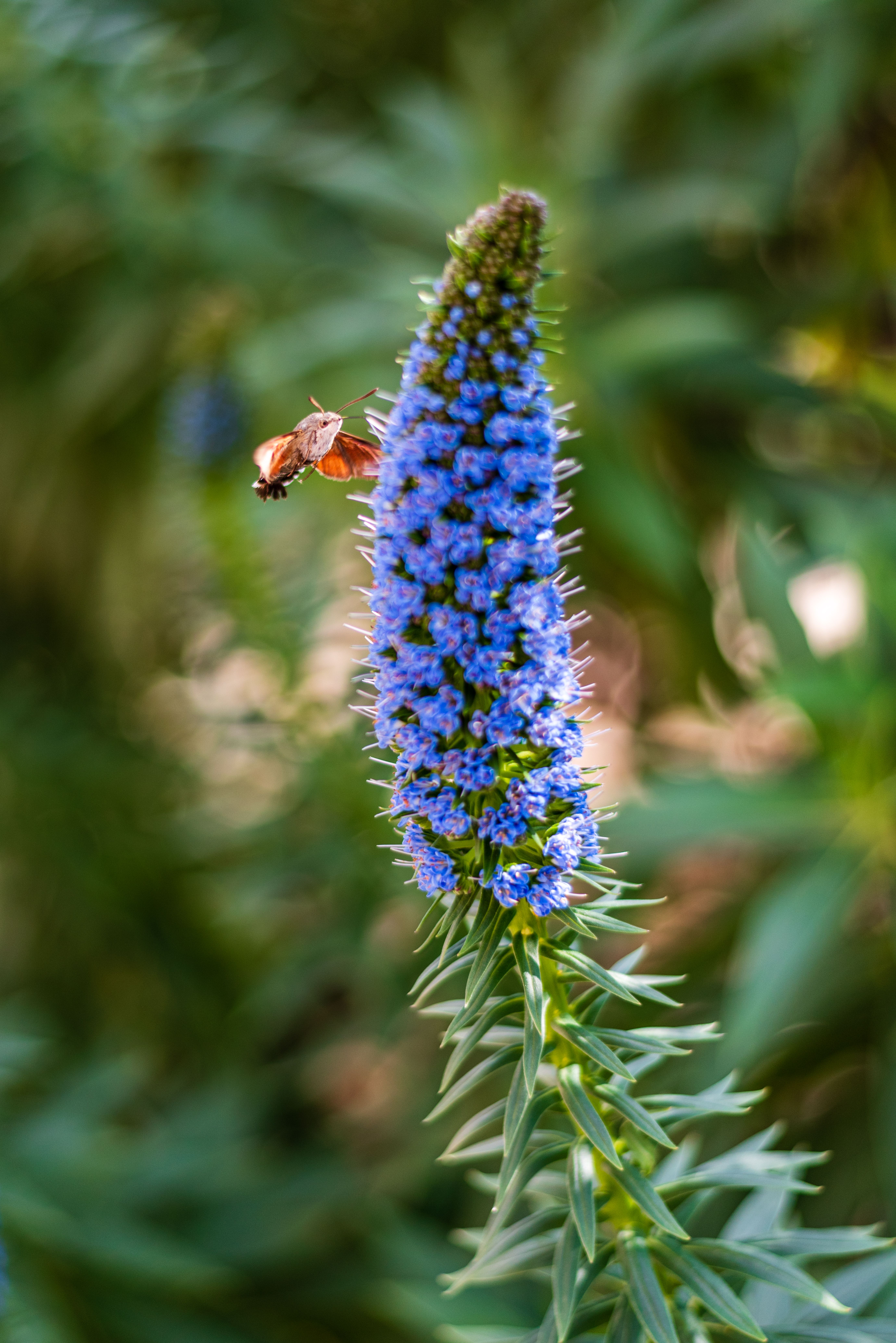 Butterfly on Vibrant Blue Flower Spike in Spring · Free Stock Photo