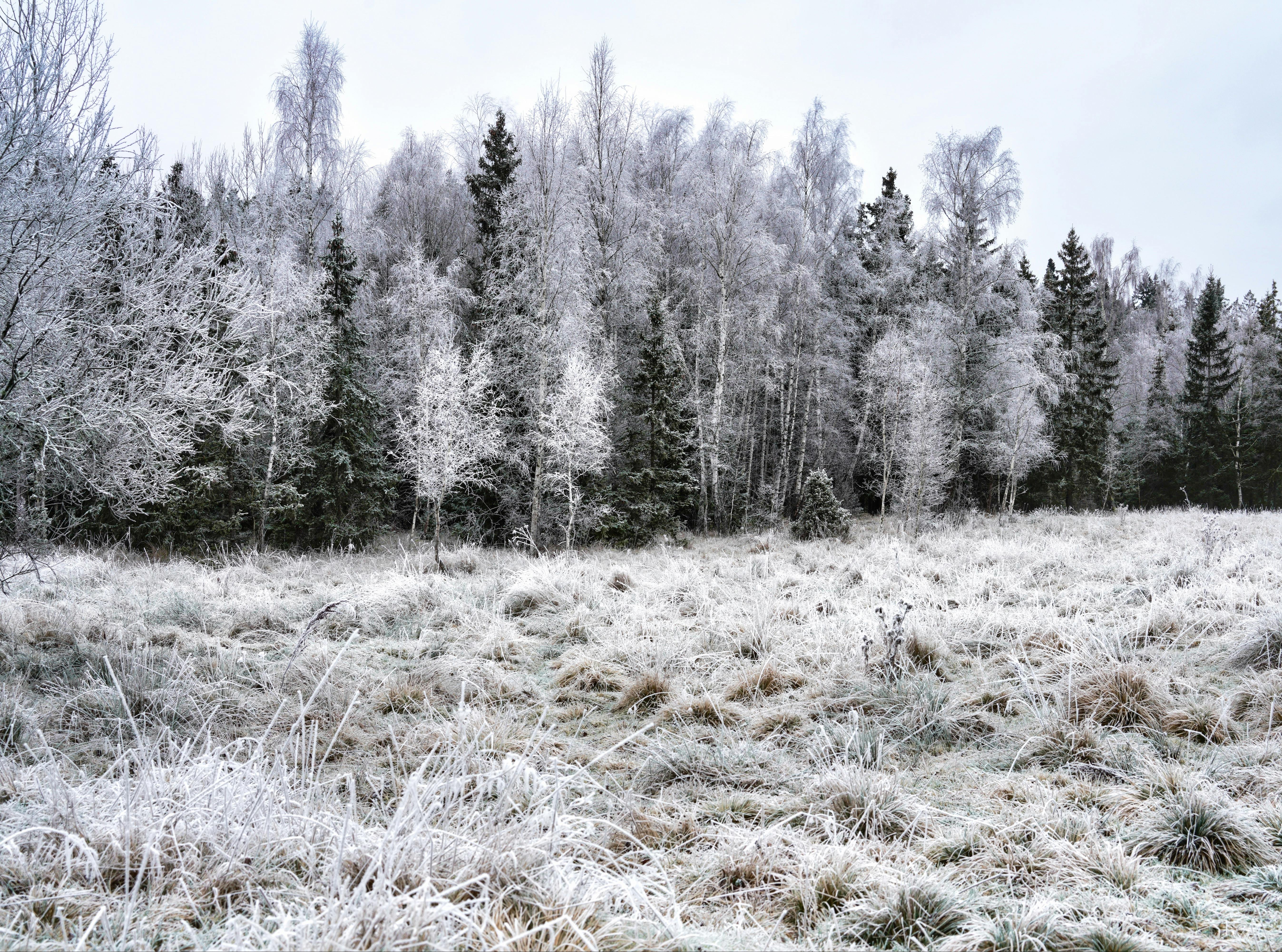 Ücretsiz açık hava, ağaçlar, ahşap, alan, atmosfer, bakir bölge ...