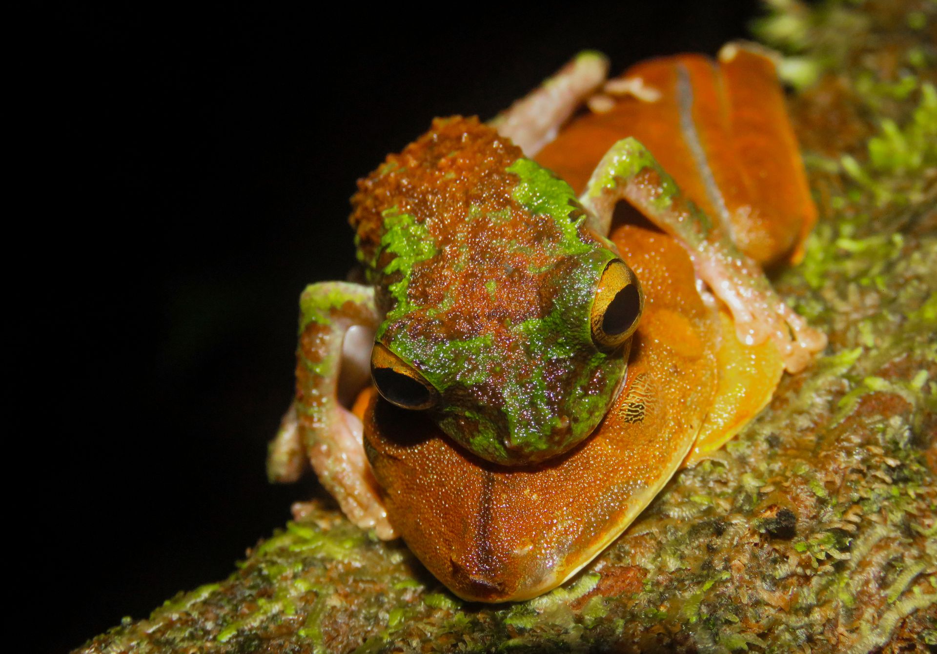 Exploring Brazil's Rich Animal Life: A Biodiversity Hotspot