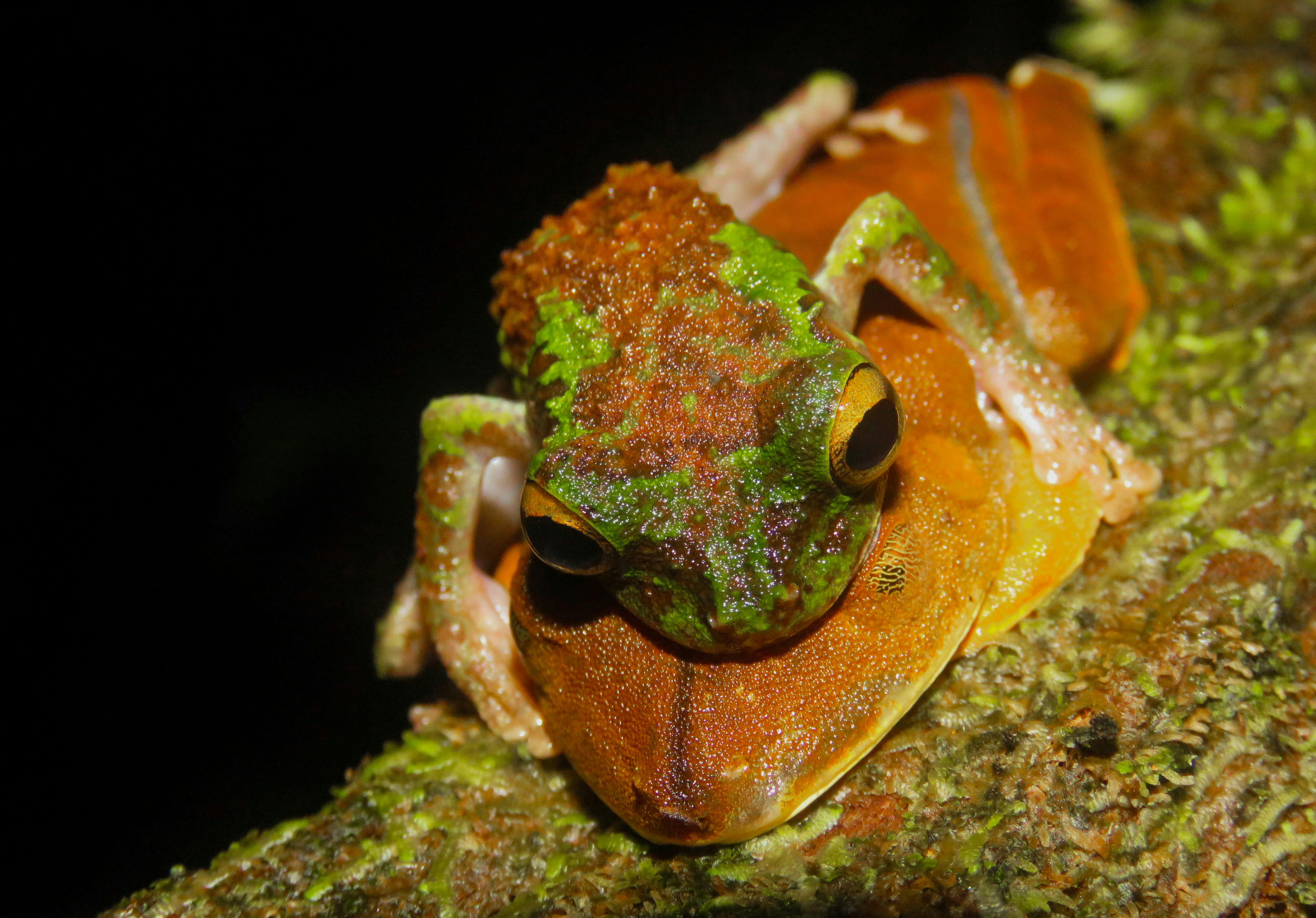 Ranas Amazónicas Coloridas Sobre Corteza Forestal · Foto de stock gratuita