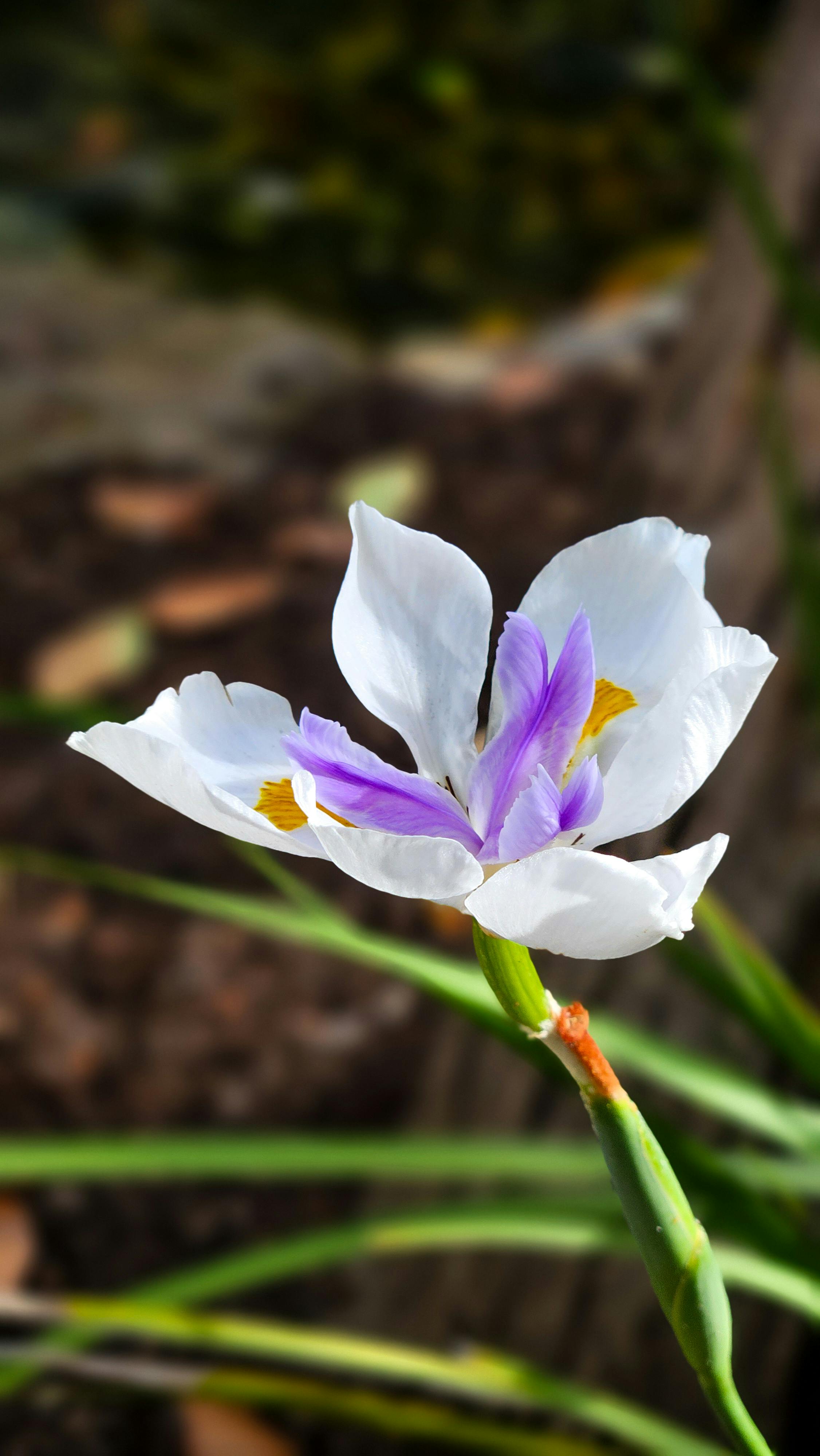 Bunga Lili Dua Minggu Dari Dekat · Foto Stok Gratis