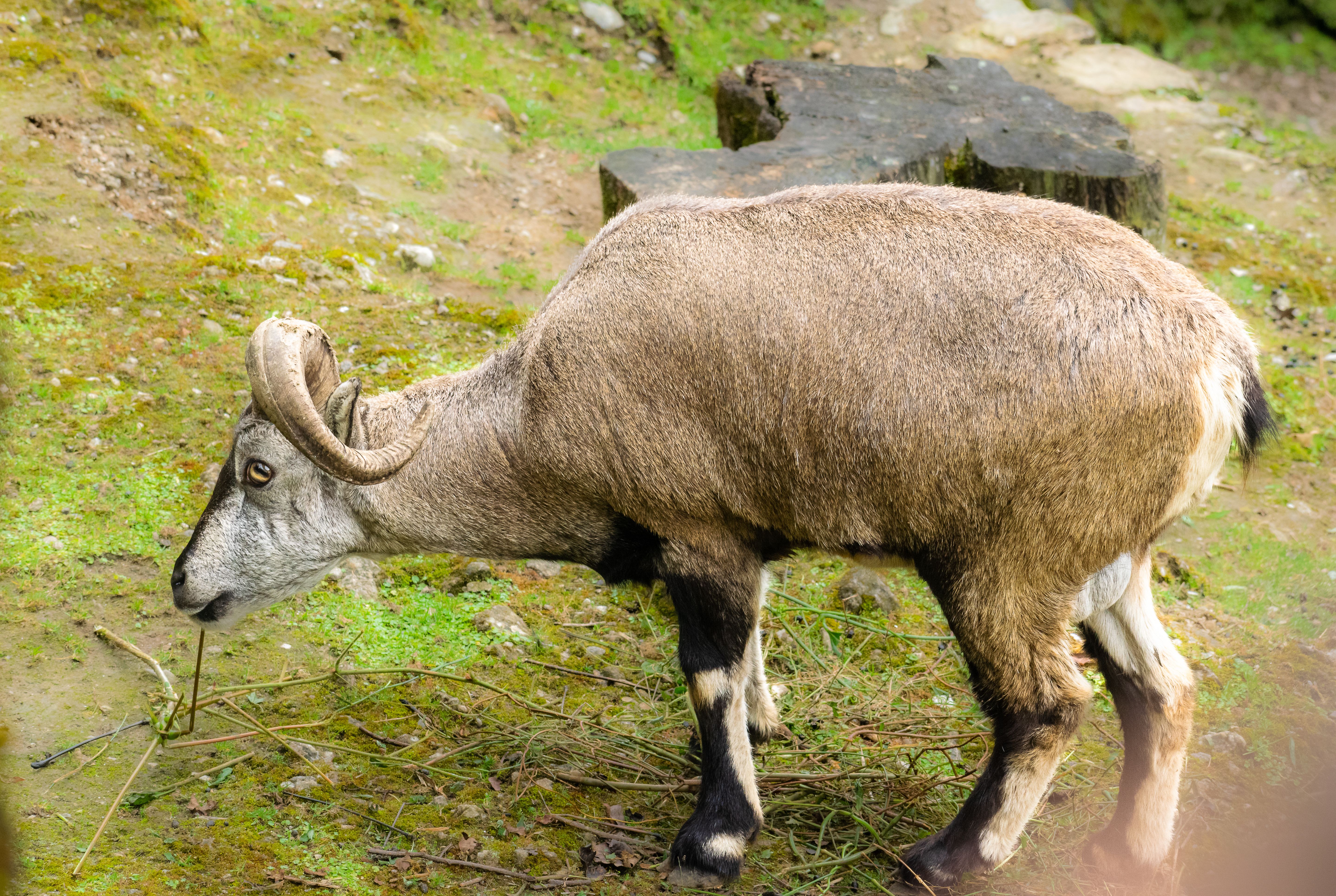 Bharal Grazing in Darjeeling Hills · Free Stock Photo