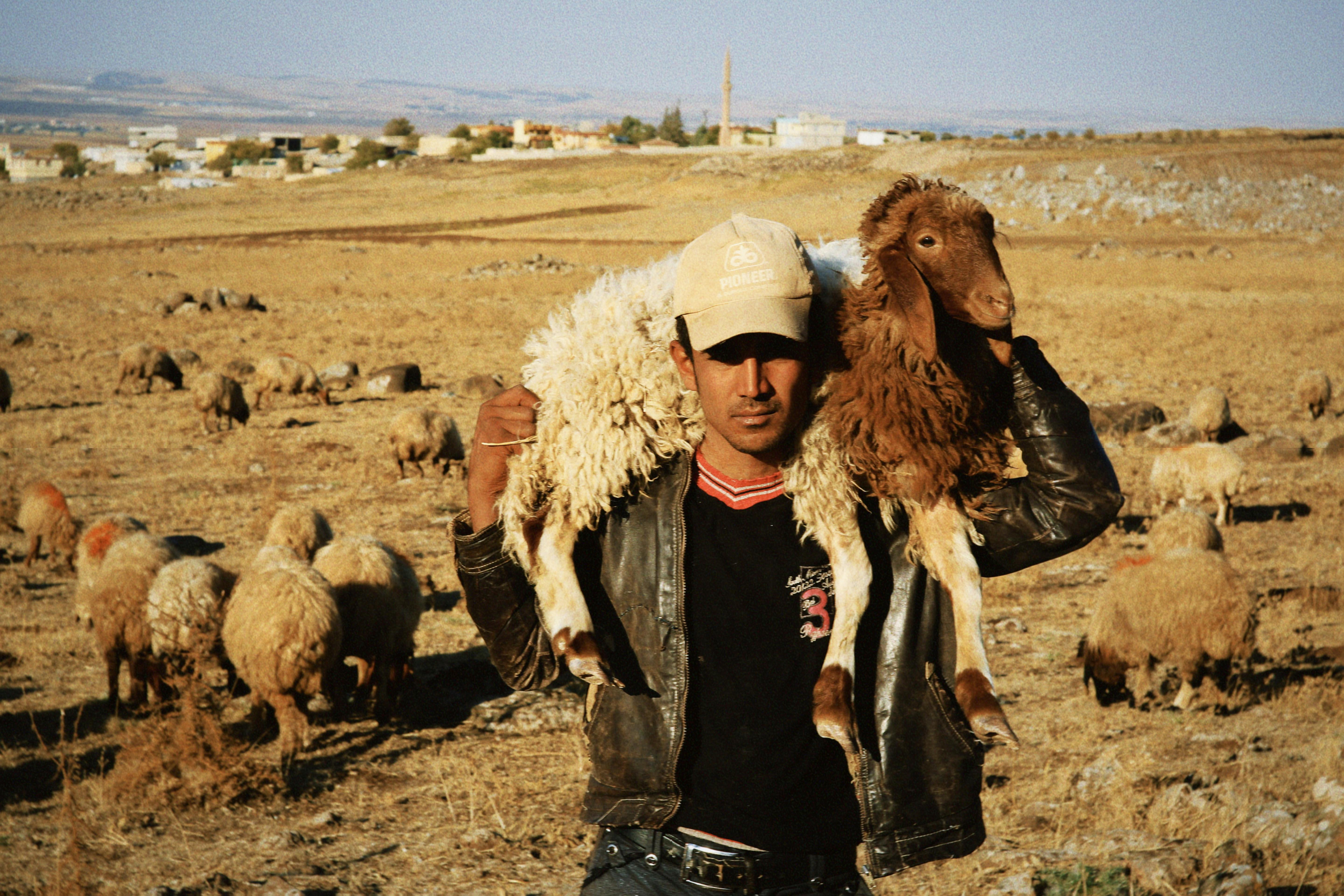 Shepherd Carrying Sheep in Rural Landscape · Free Stock Photo