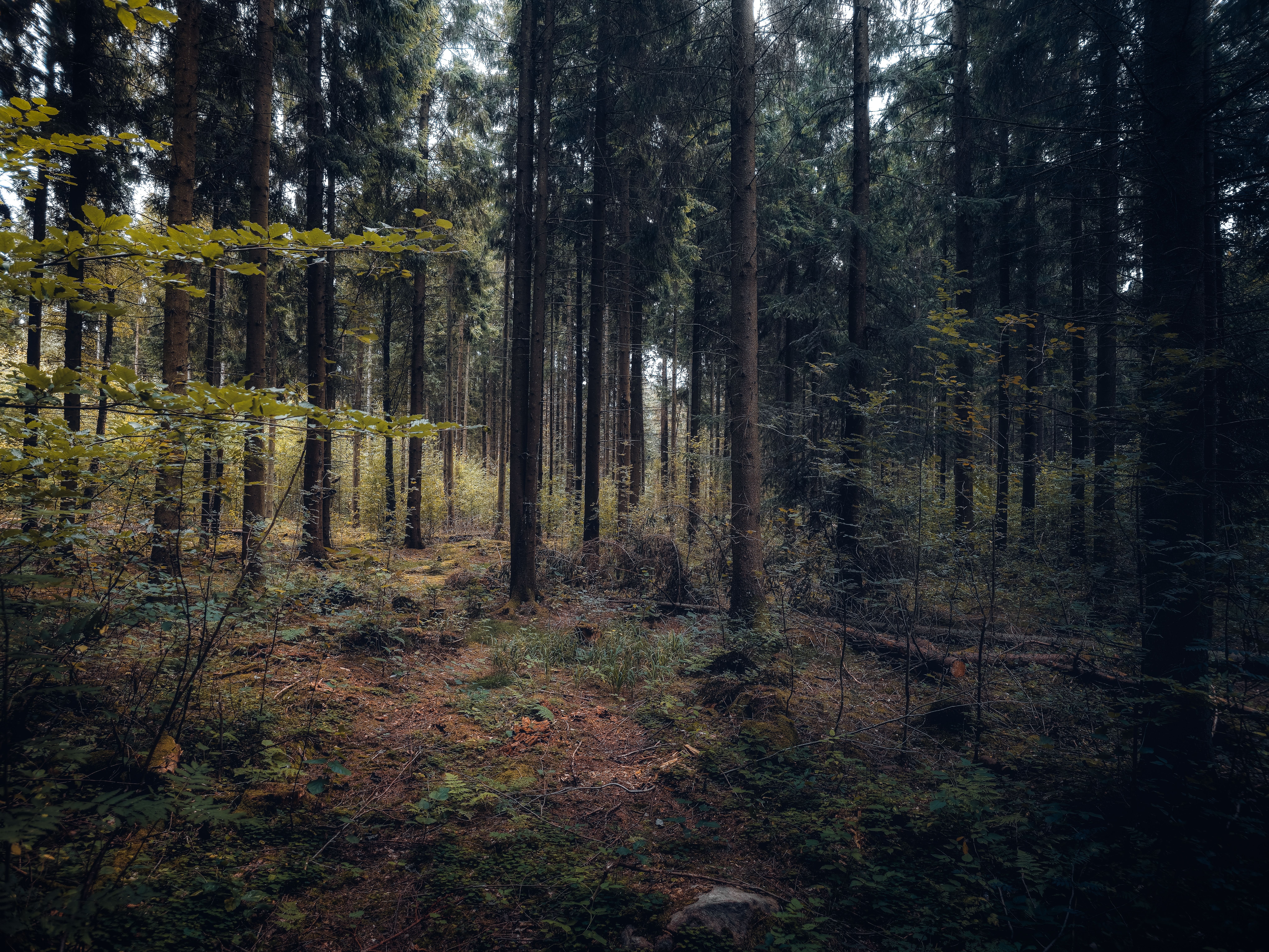 Lush Autumn Forest Scene in Skåne, Sweden · Free Stock Photo
