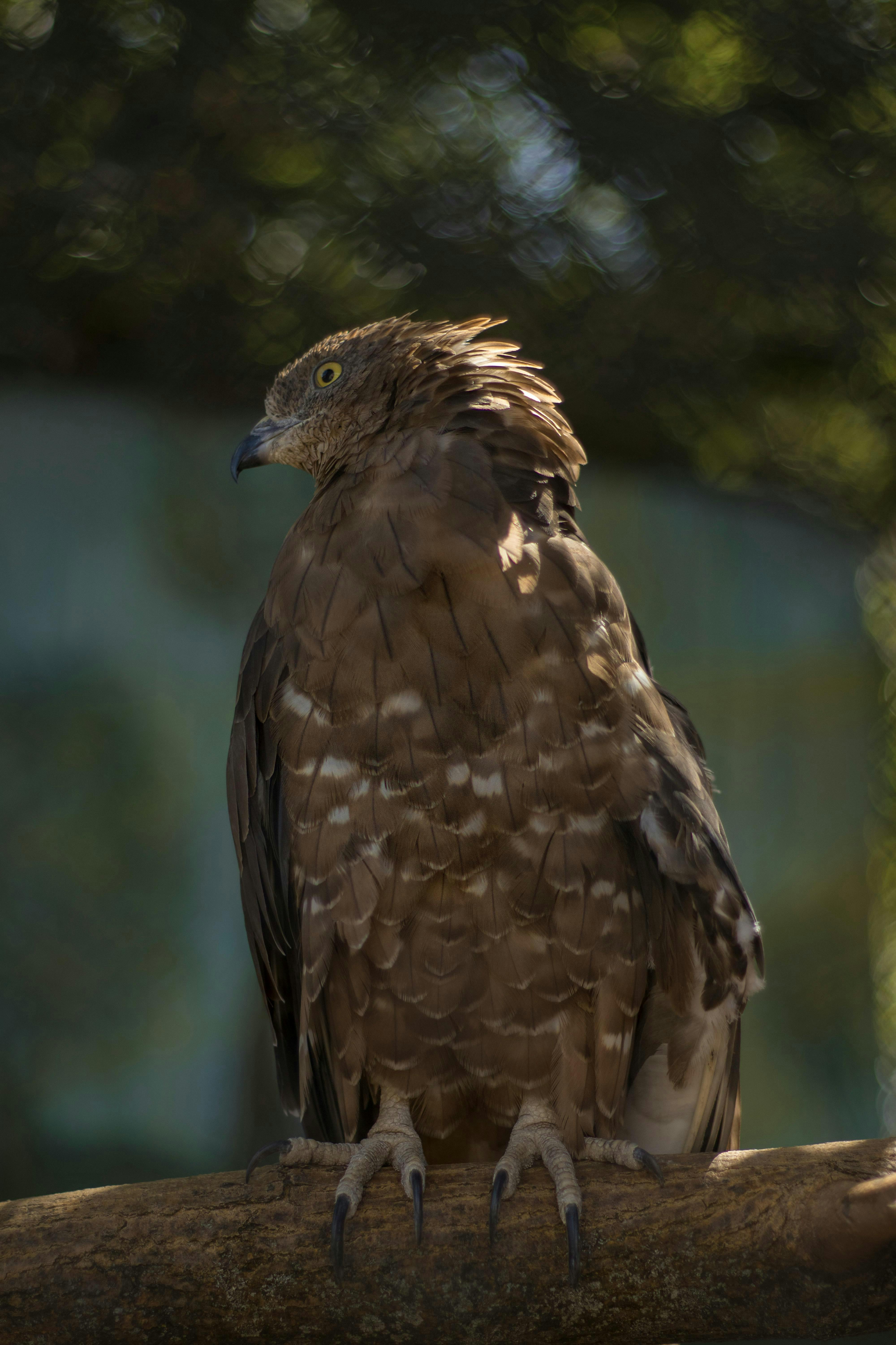 Majestic Bird of Prey Perched Outdoors · Free Stock Photo
