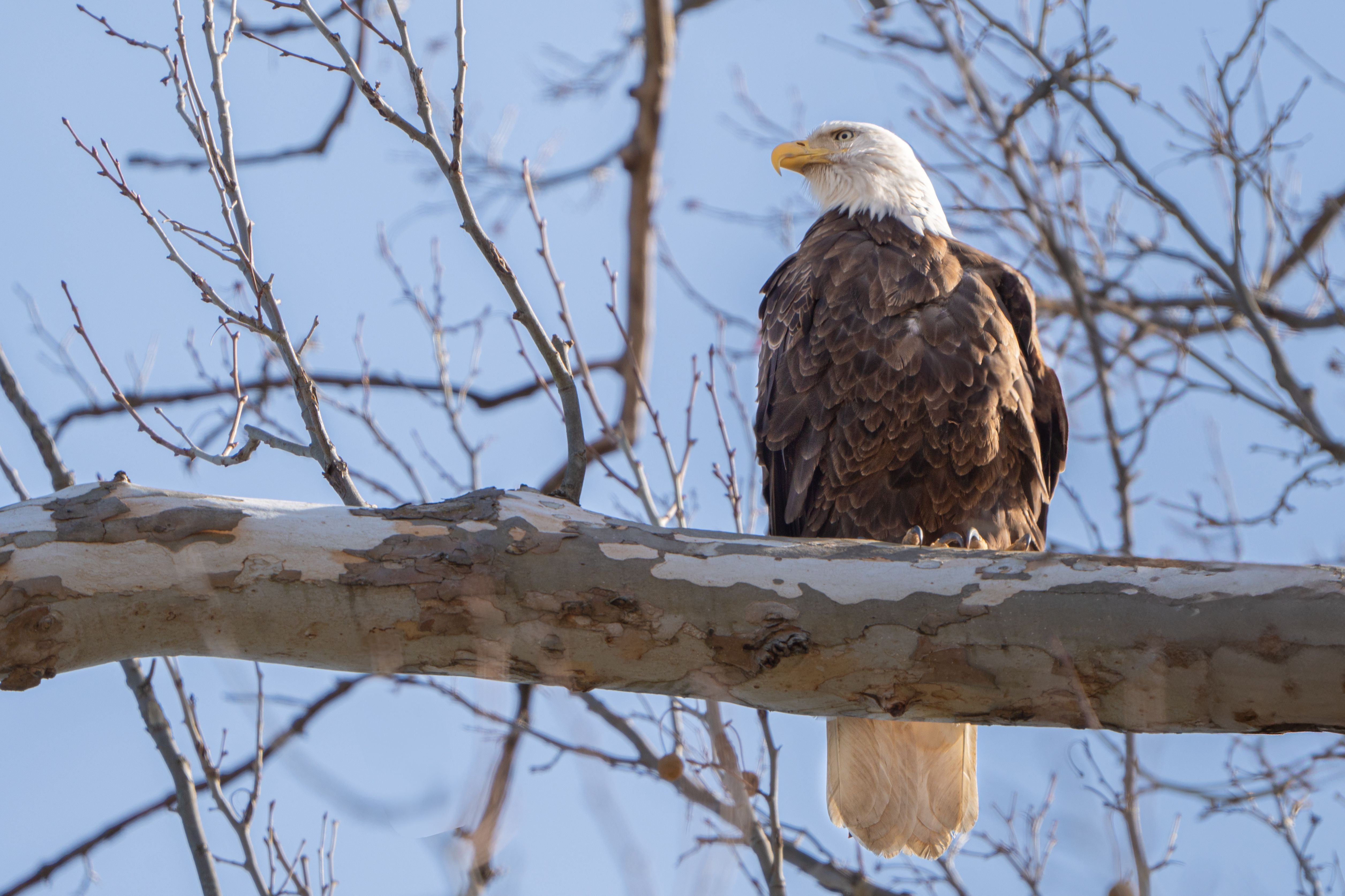 Indiana Bird Identification: A Comprehensive Field Guide