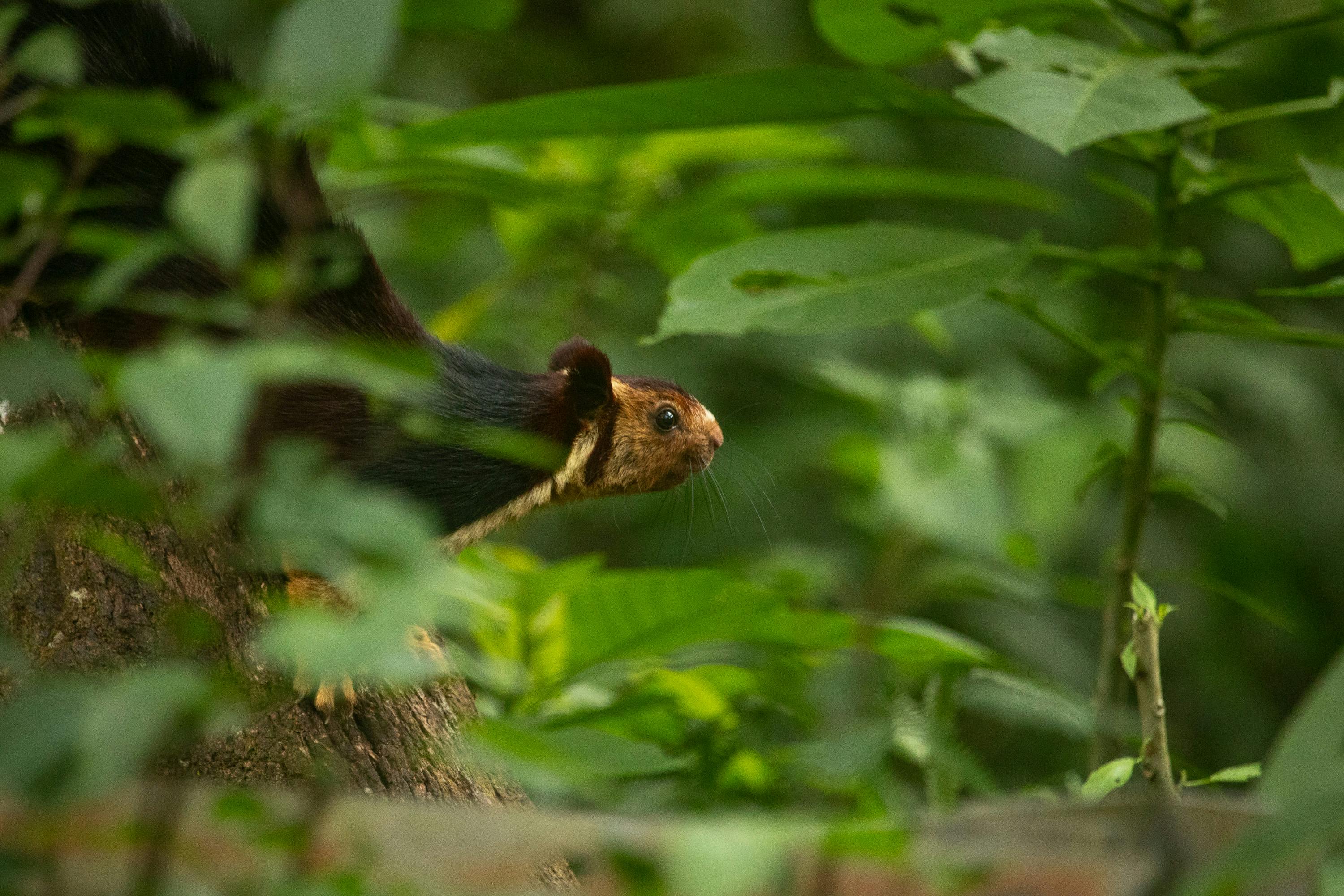 Indian Giant Squirrel in Lush Rainforest · Free Stock Photo