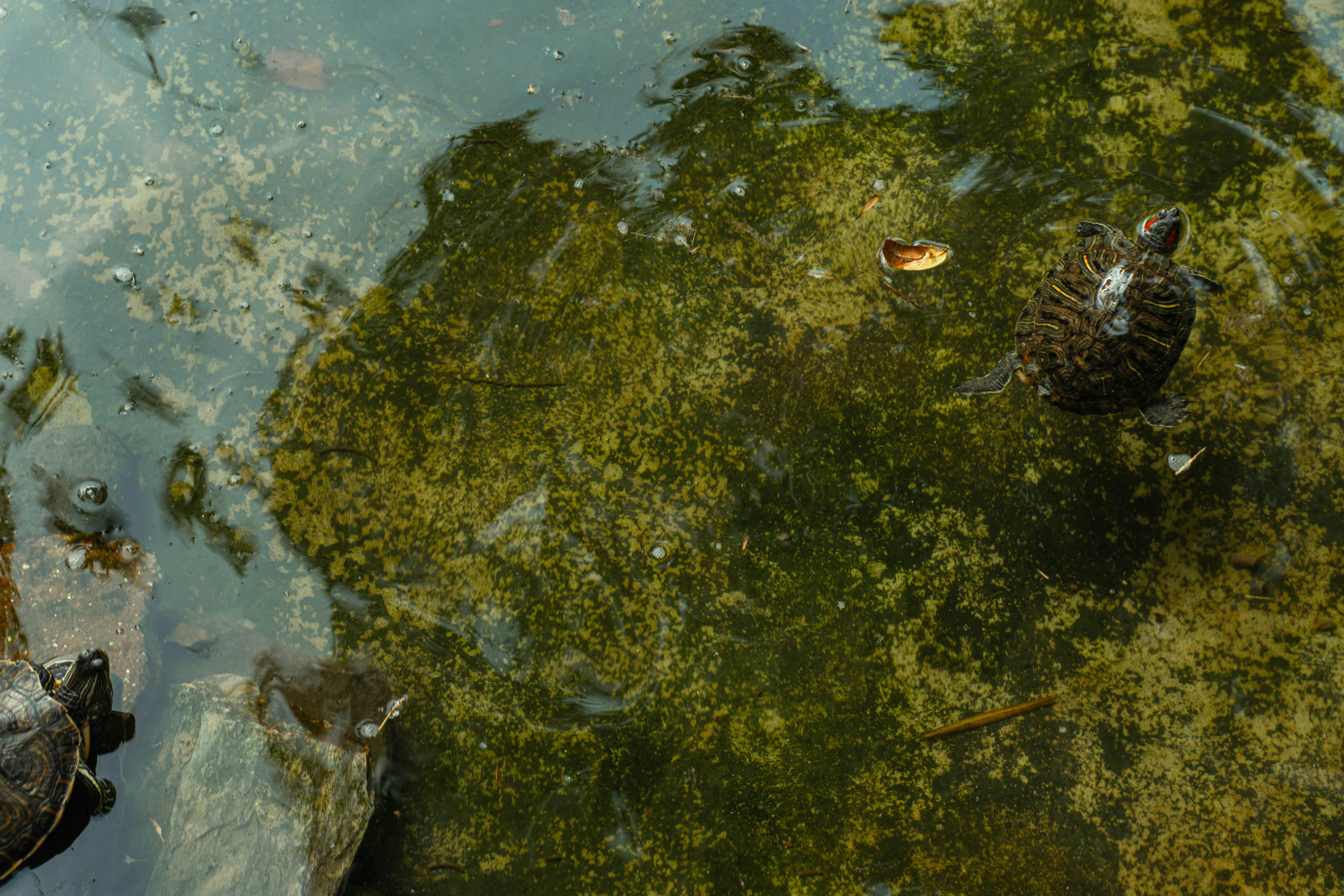 Floating Turtles Photos, Download The BEST Free Floating Turtles Stock ...