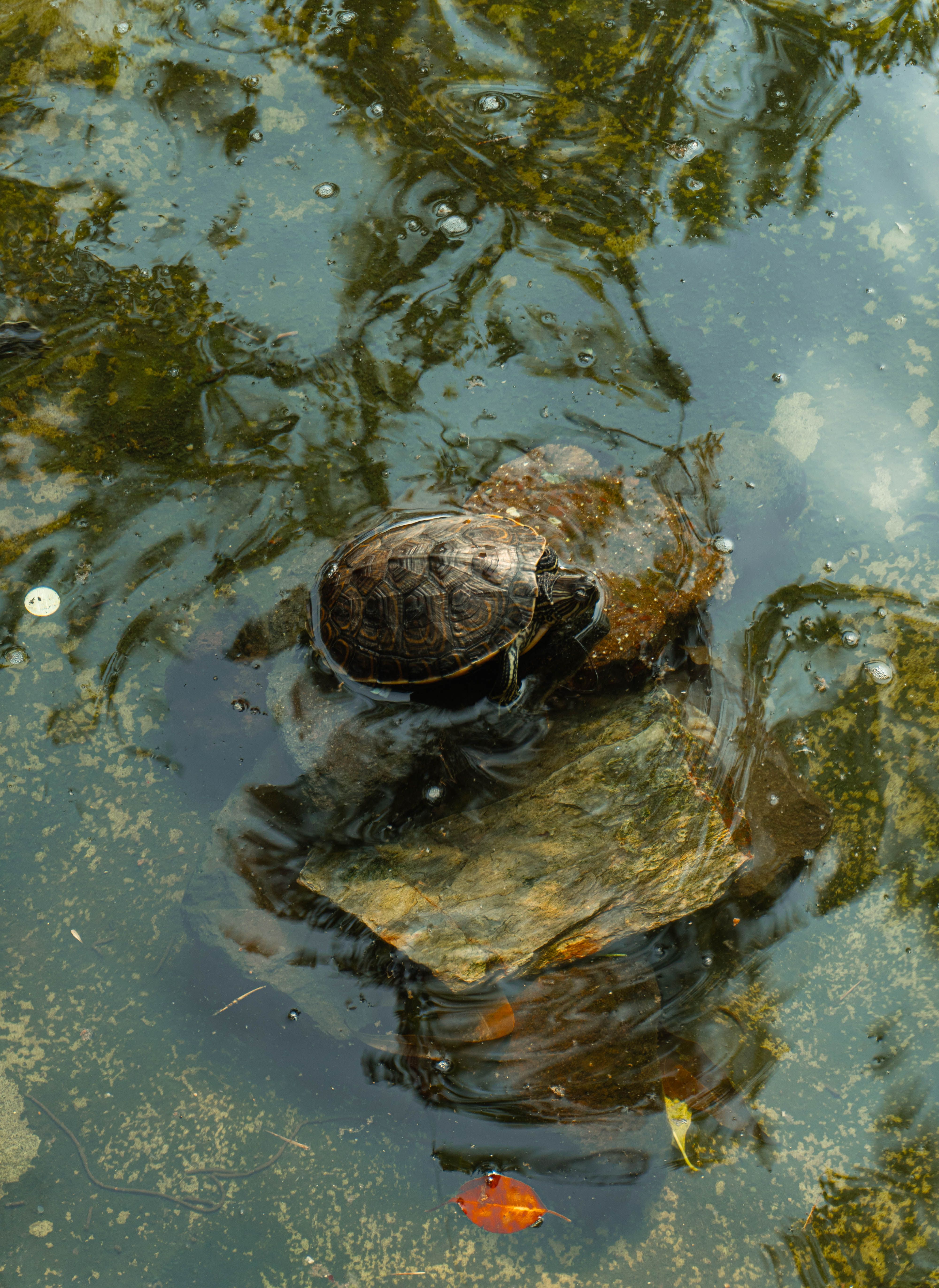 Tranquil Pond with Turtle on Rock · Free Stock Photo