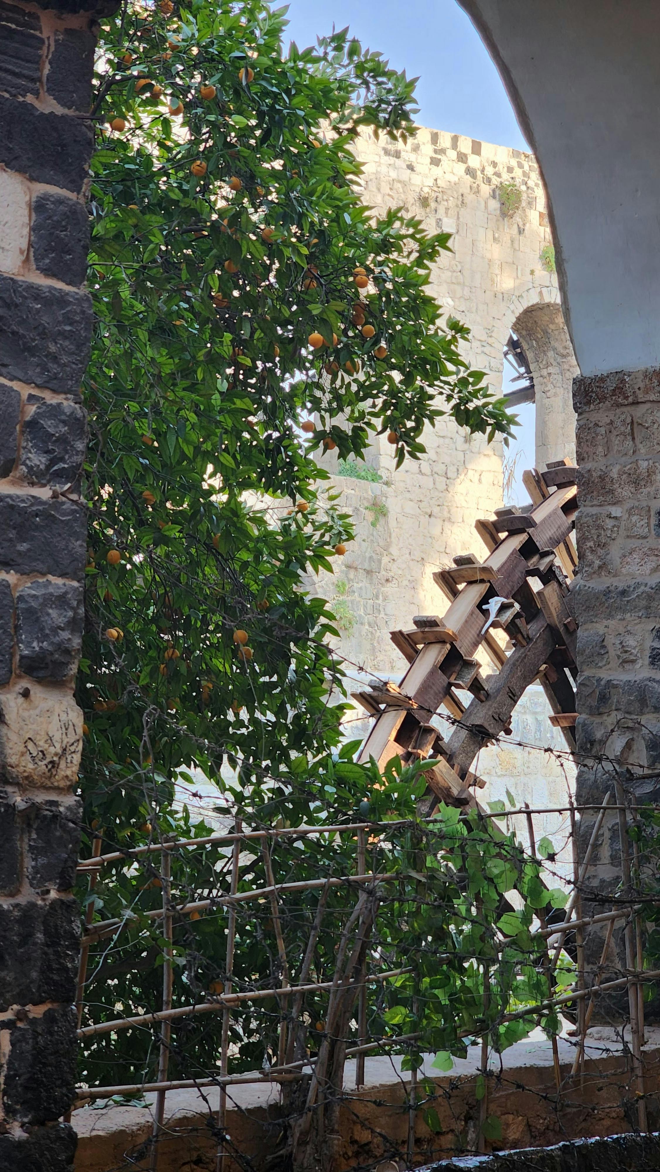 Ancient Water Wheel and Fruit Tree in Hama, Syria · Free Stock Photo