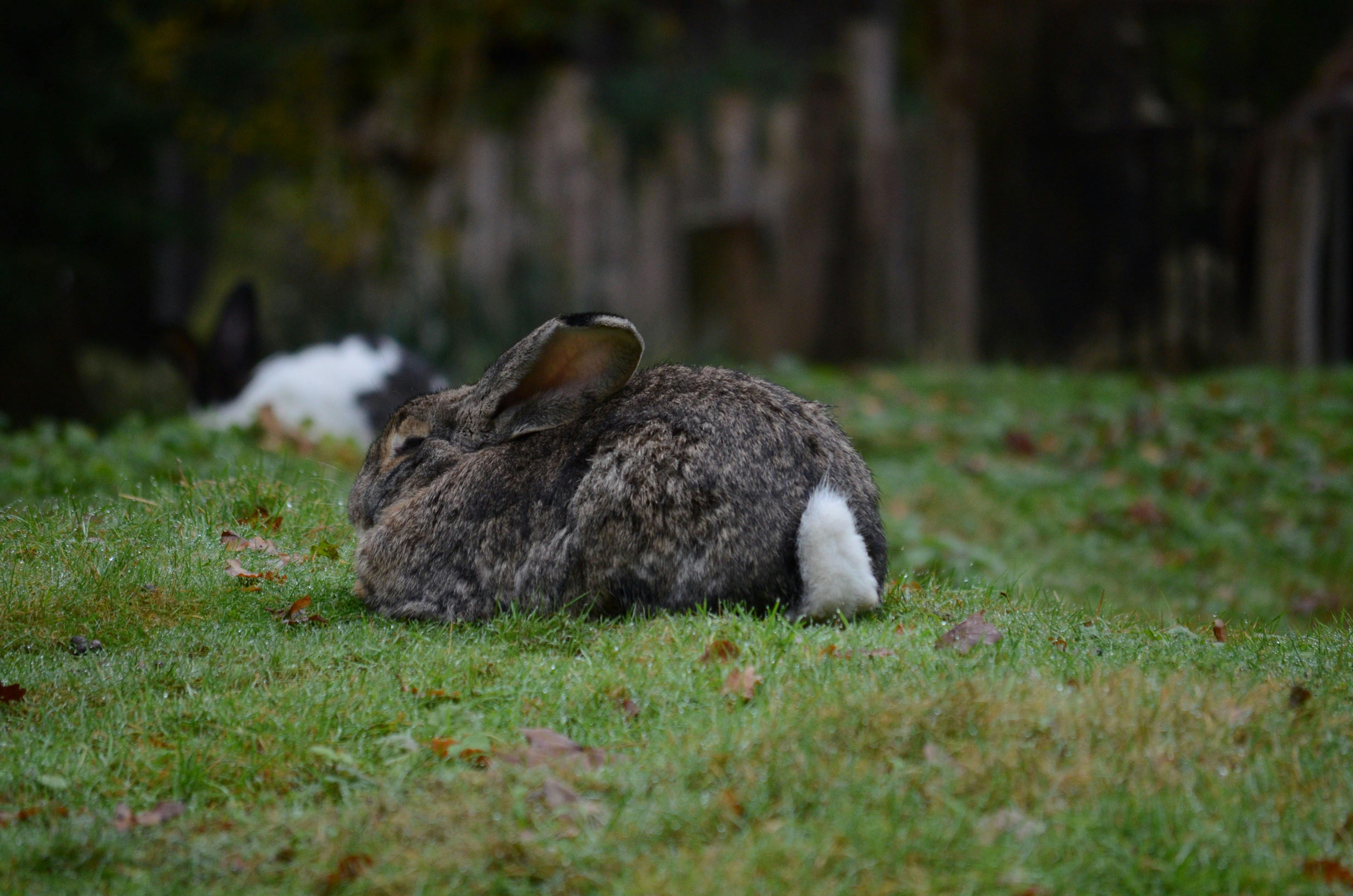 Cozy Rabbit Relaxing on Autumn Lawn · Free Stock Photo