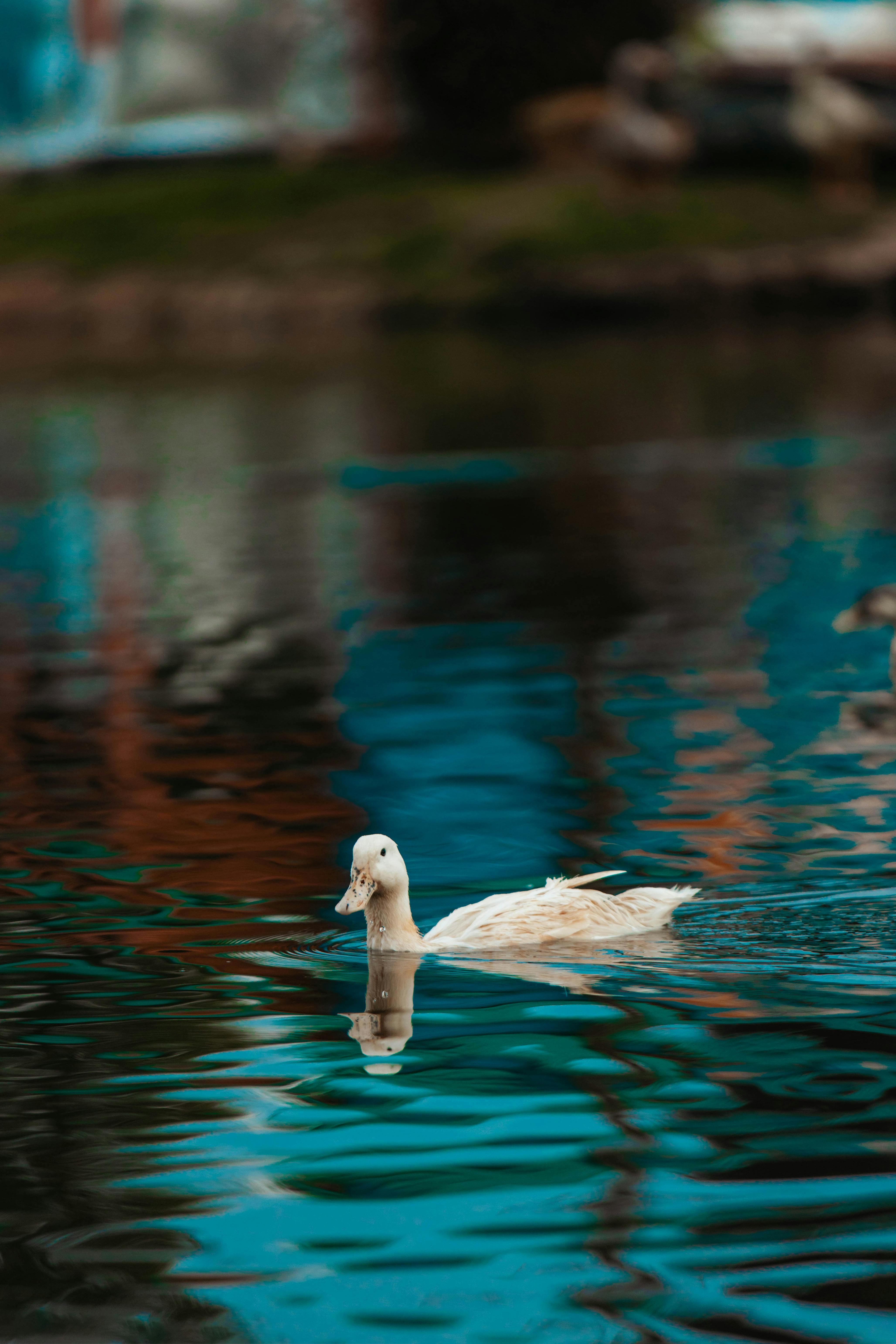 Serene Duck Gliding on Reflective Pond Water · Free Stock Photo