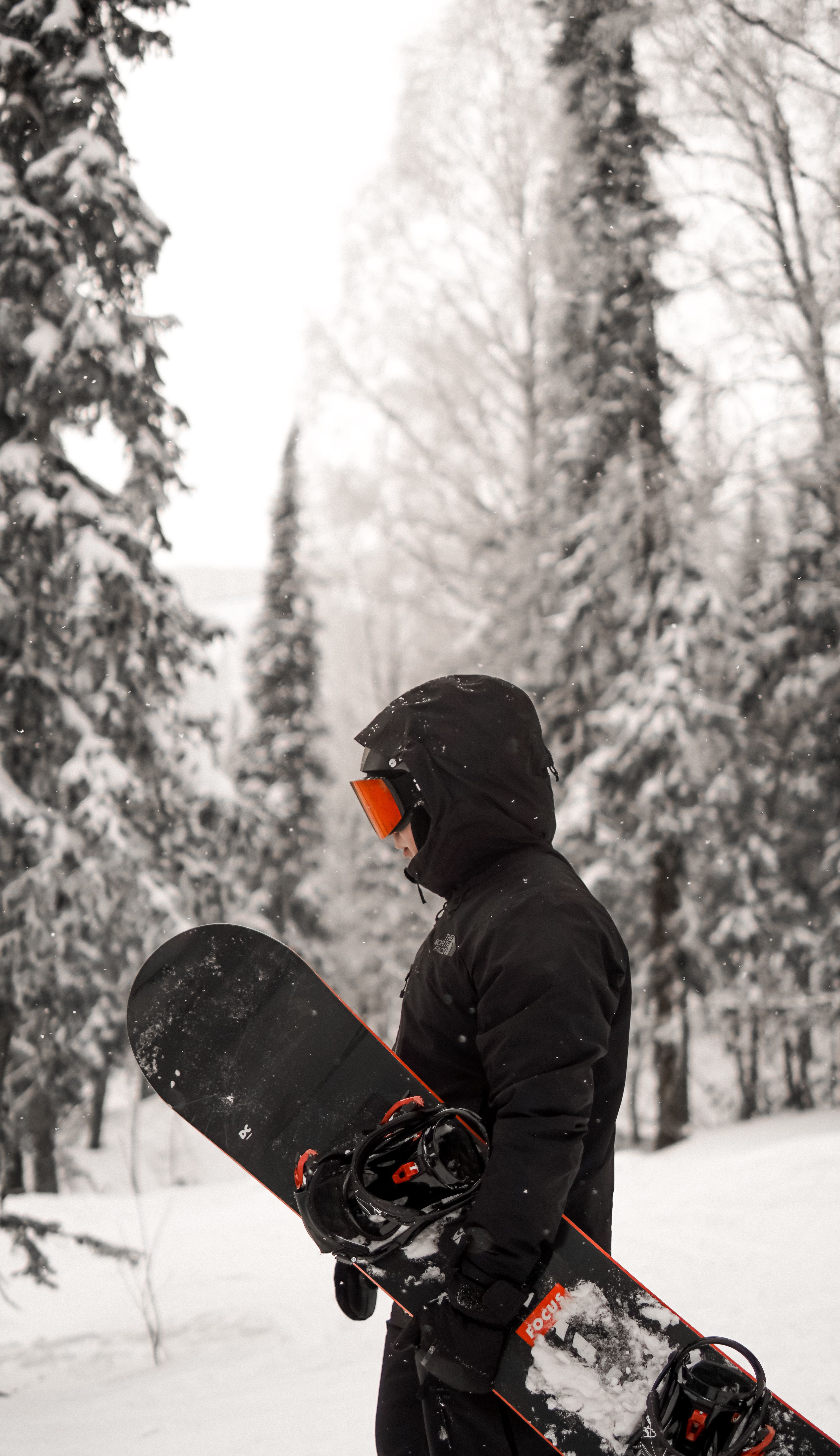 Snowboarder in Snowy Forest Winter Scene · Free Stock Photo