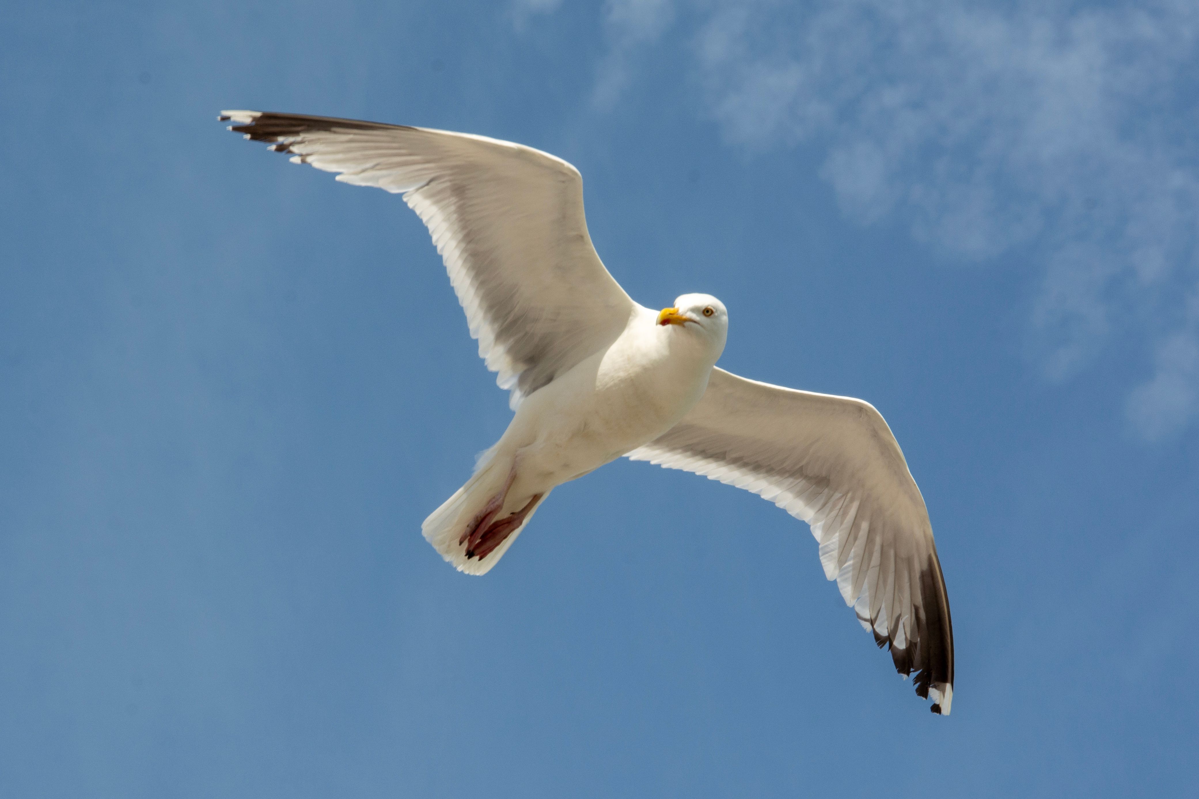 White Bird Flying Under the Blue and White Sky during Daytime · Free ...