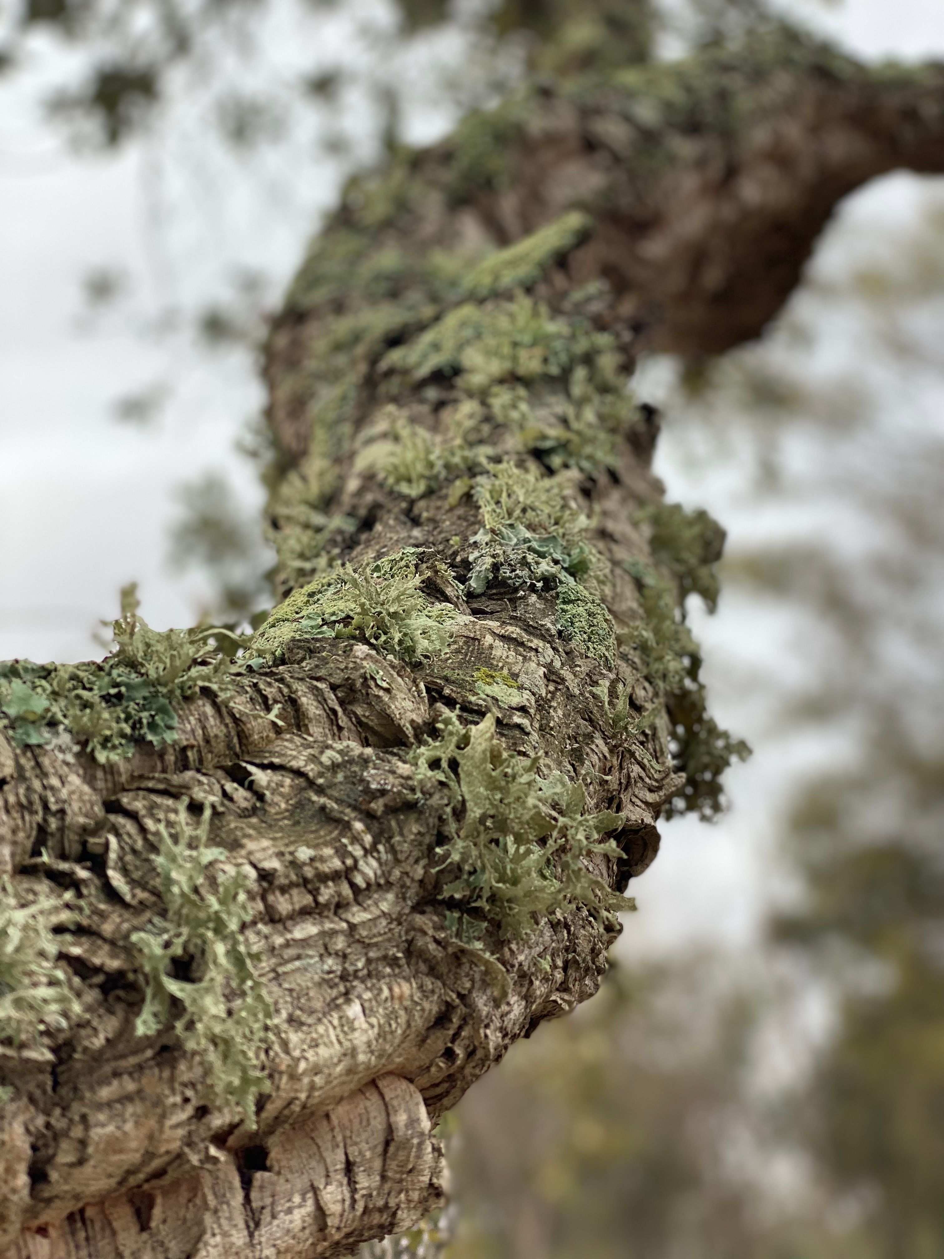 Close-Up of Lichen on Tree Branch in Benslimane · Free Stock Photo